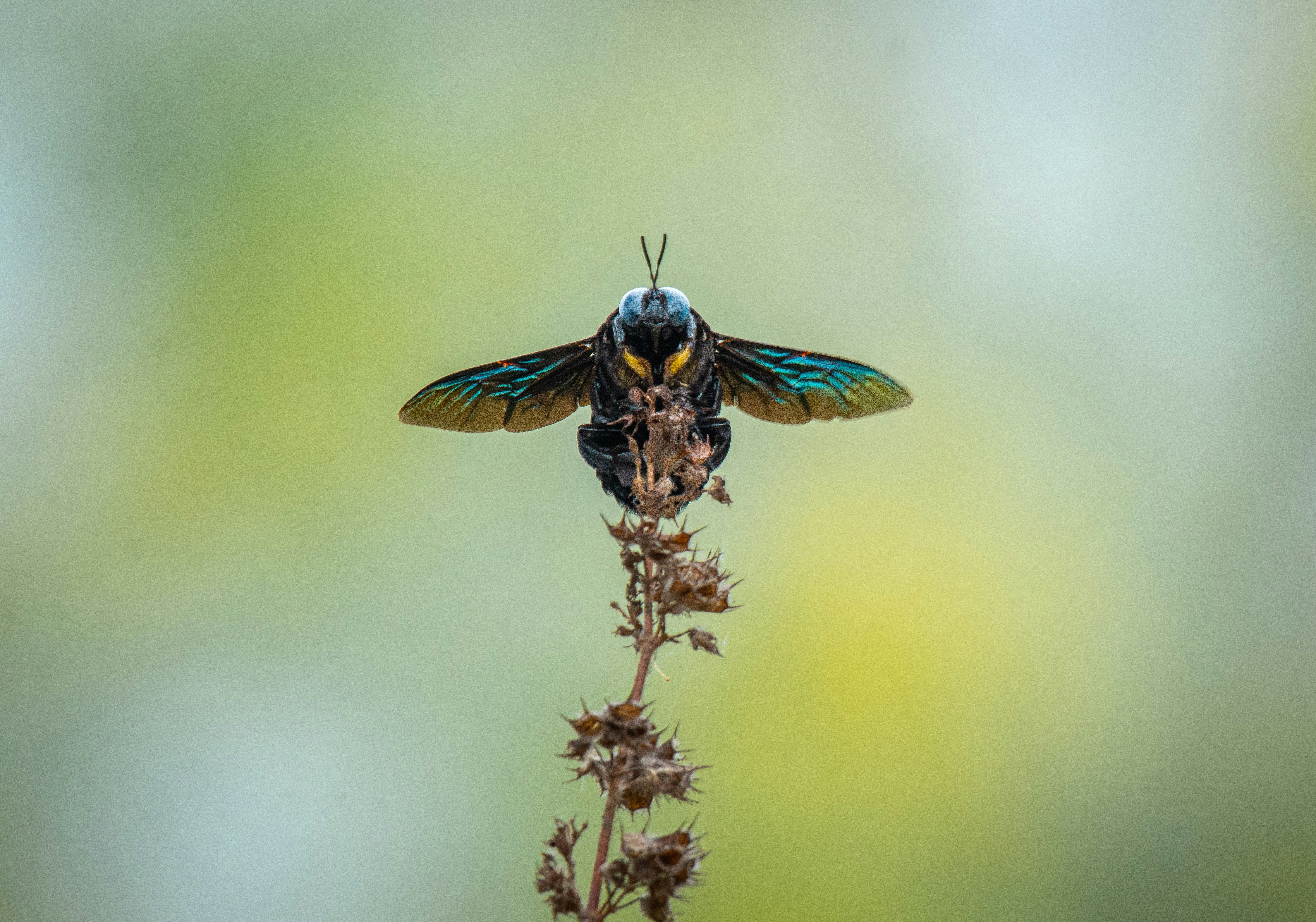 Blue-green Hover: A Dragonfly Tap On a Dried Spike