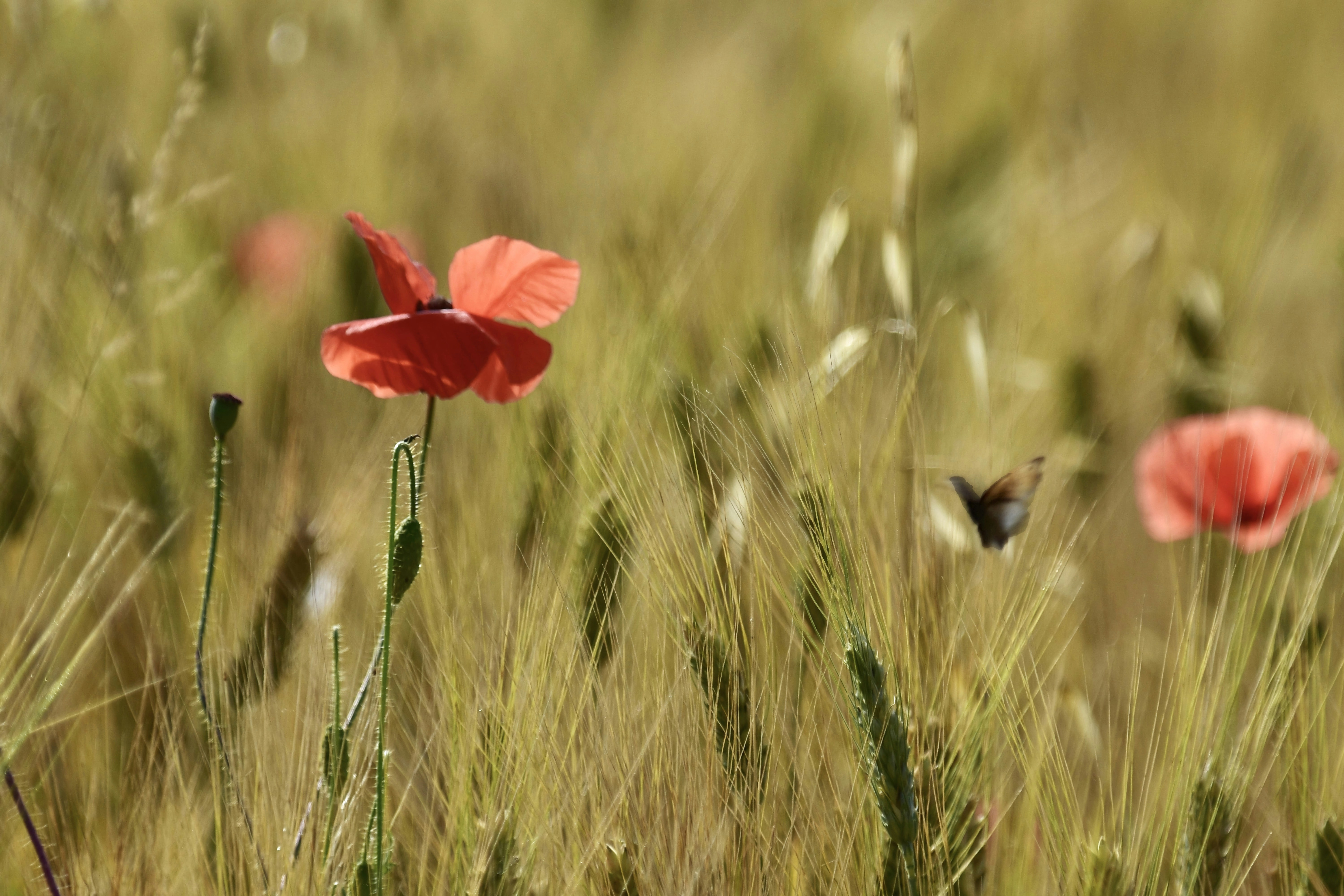 Crimson Poppies in a Quiet Field
