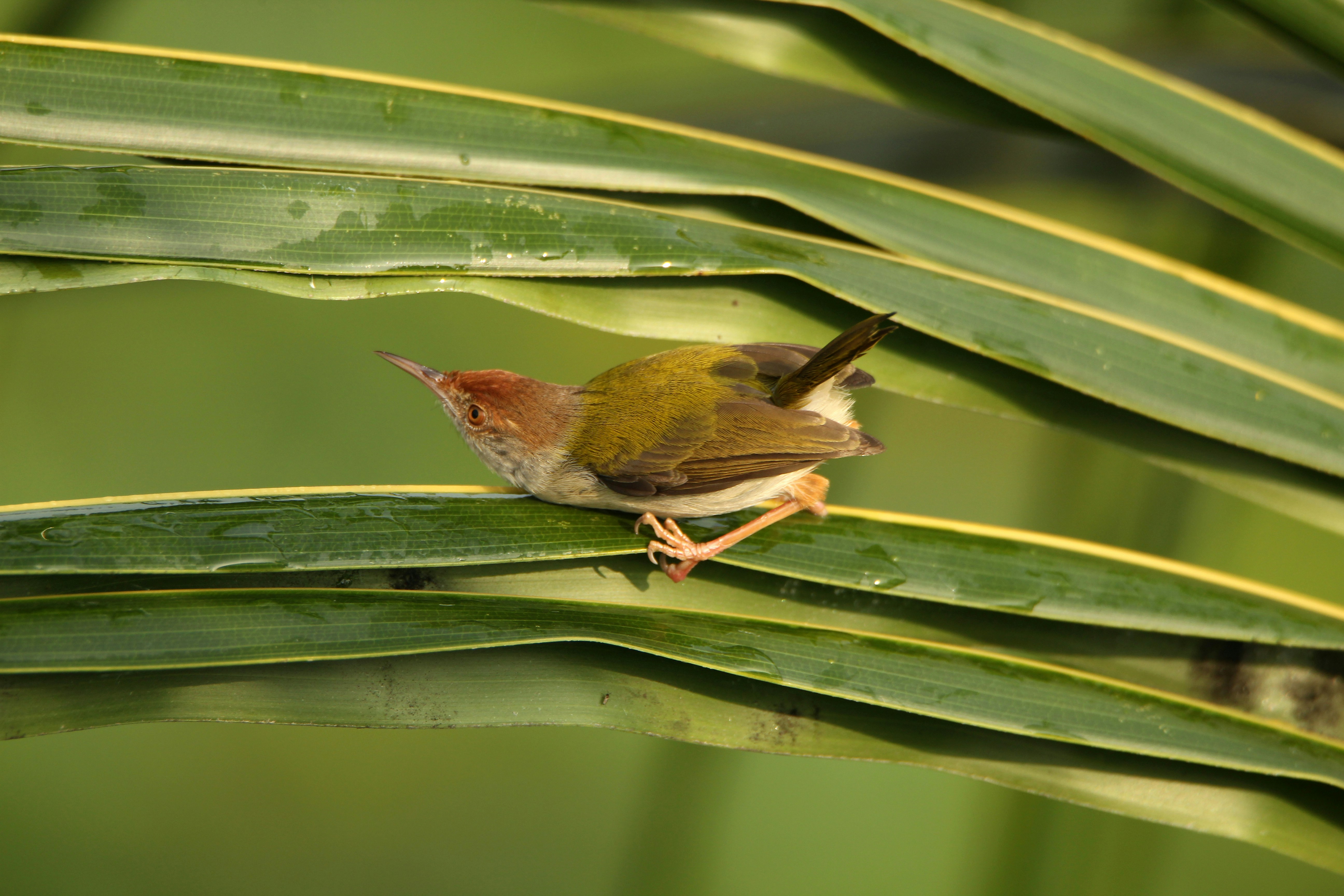 Palm-Frond Pause: A Tiny Warbler on Summer-Green Strands