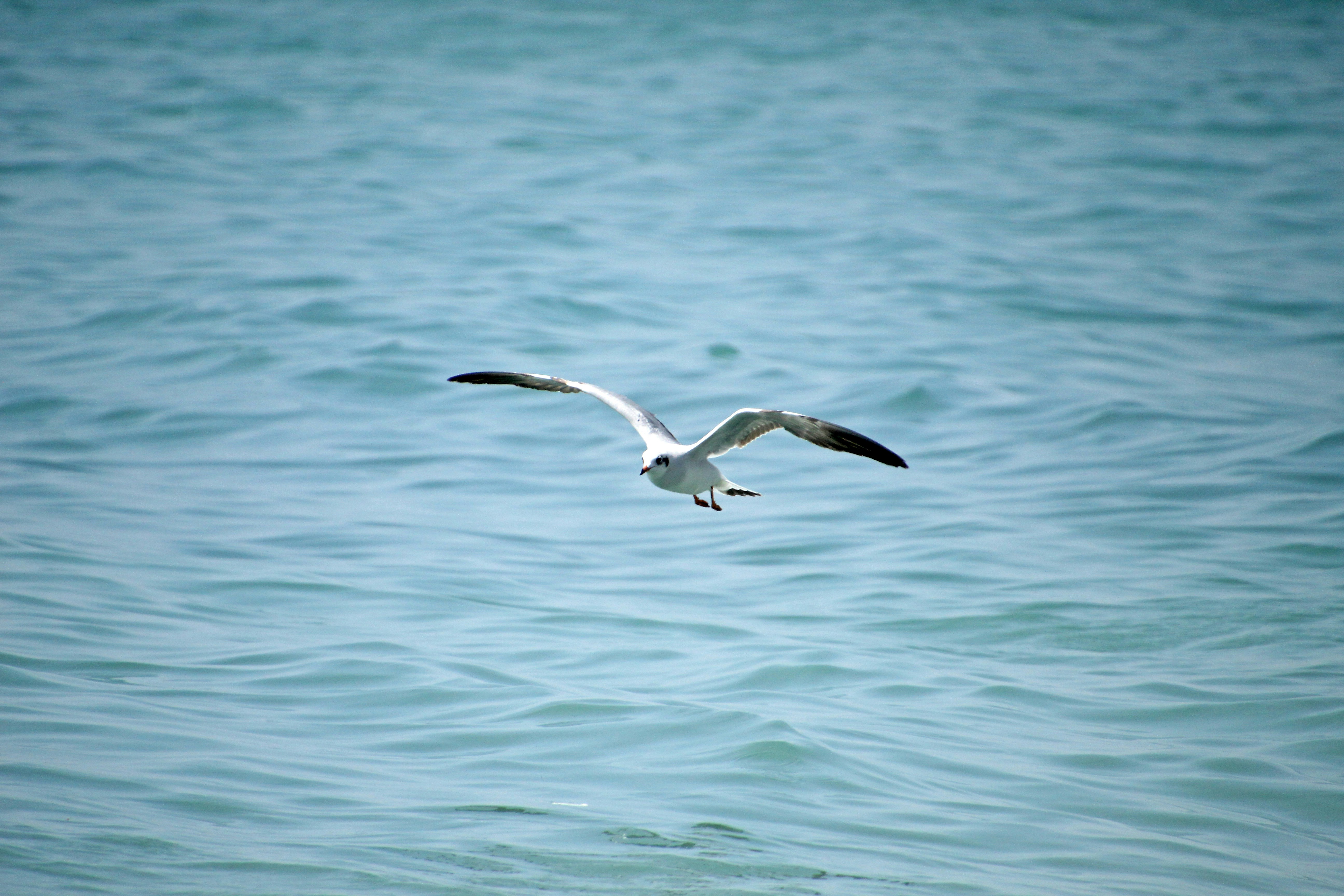 A seagull flying over a body of water photo – Free Seagull Image on ...