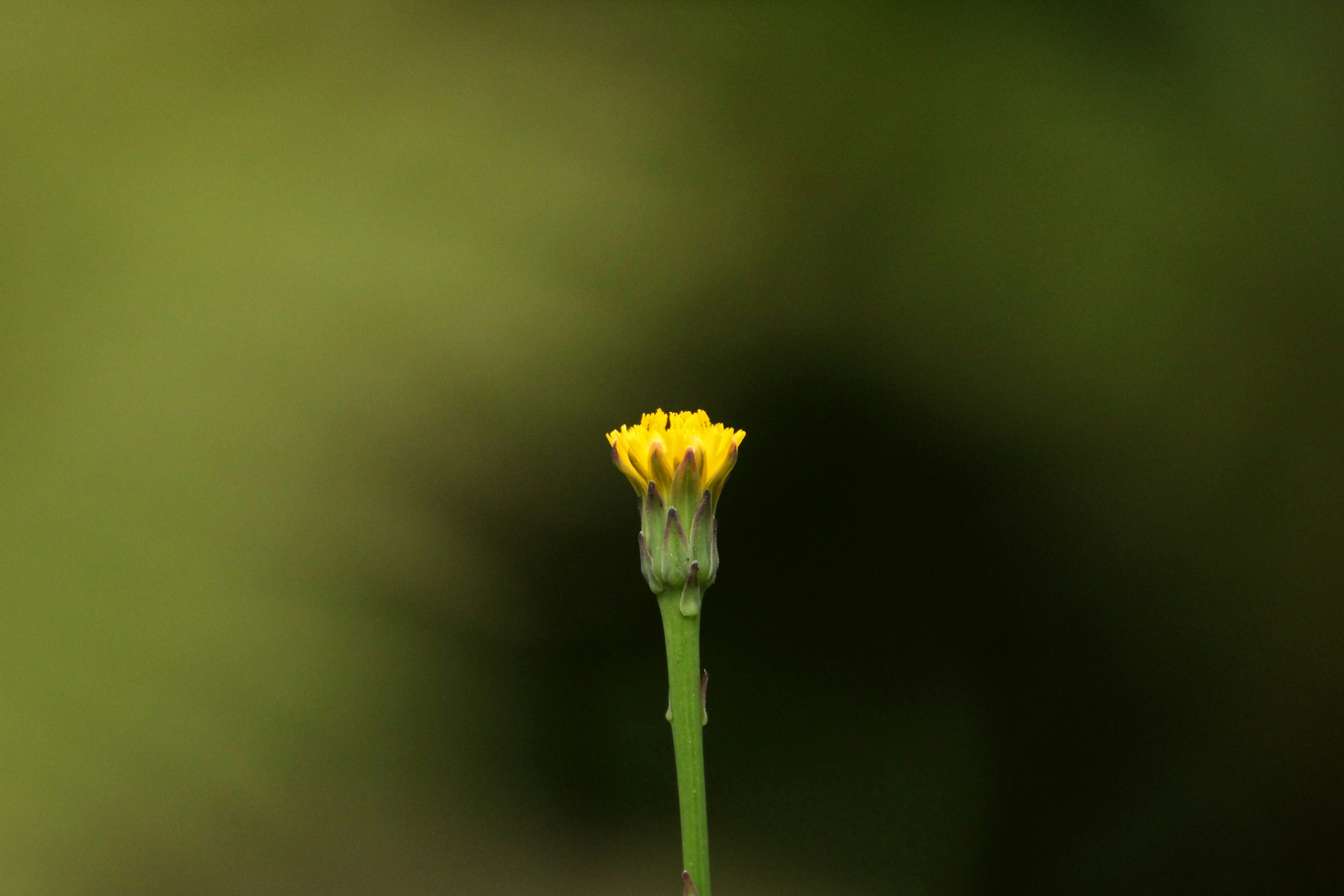 Yellow Flower