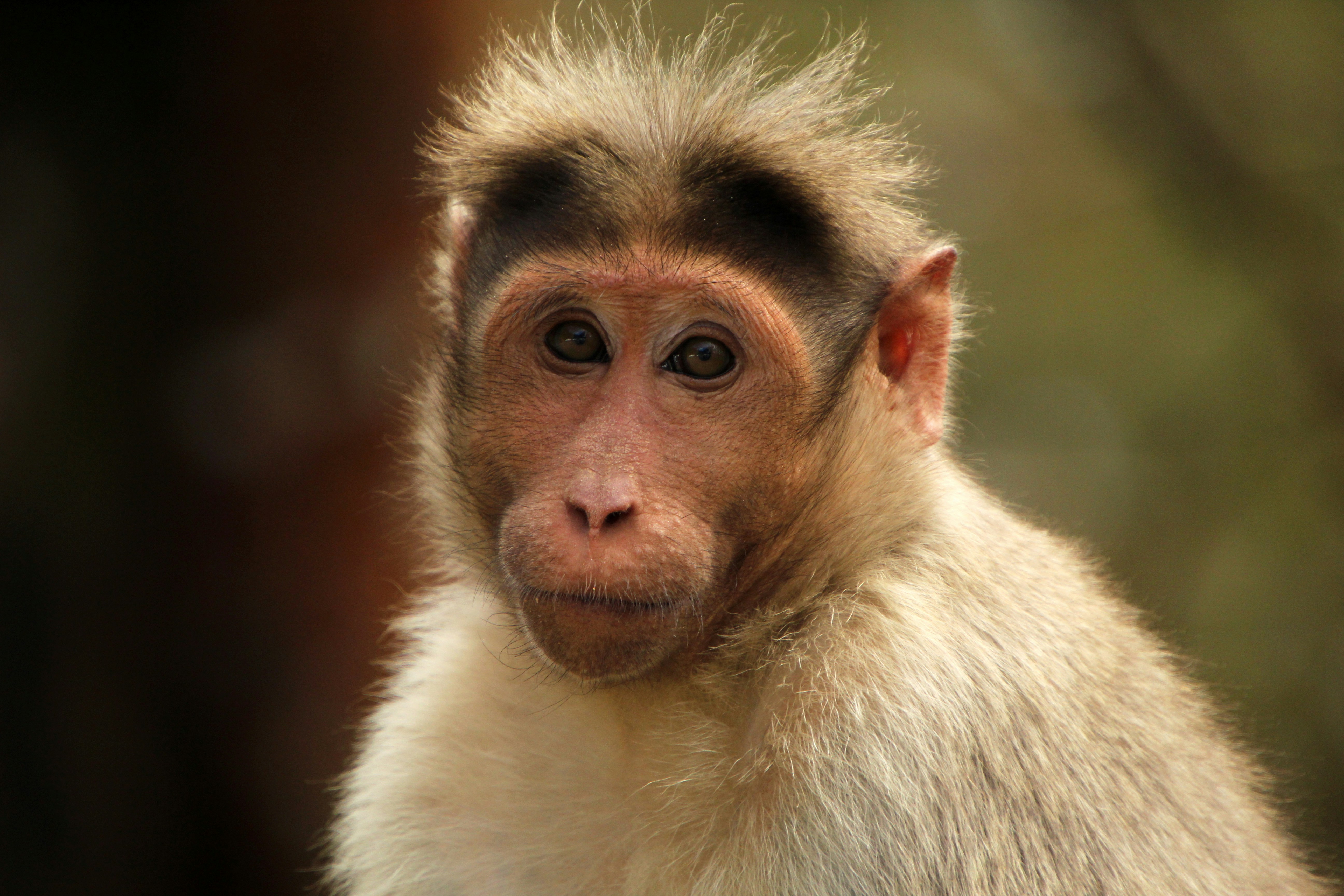 A close up of a monkey with a blurry background photo – Free Monkey ...