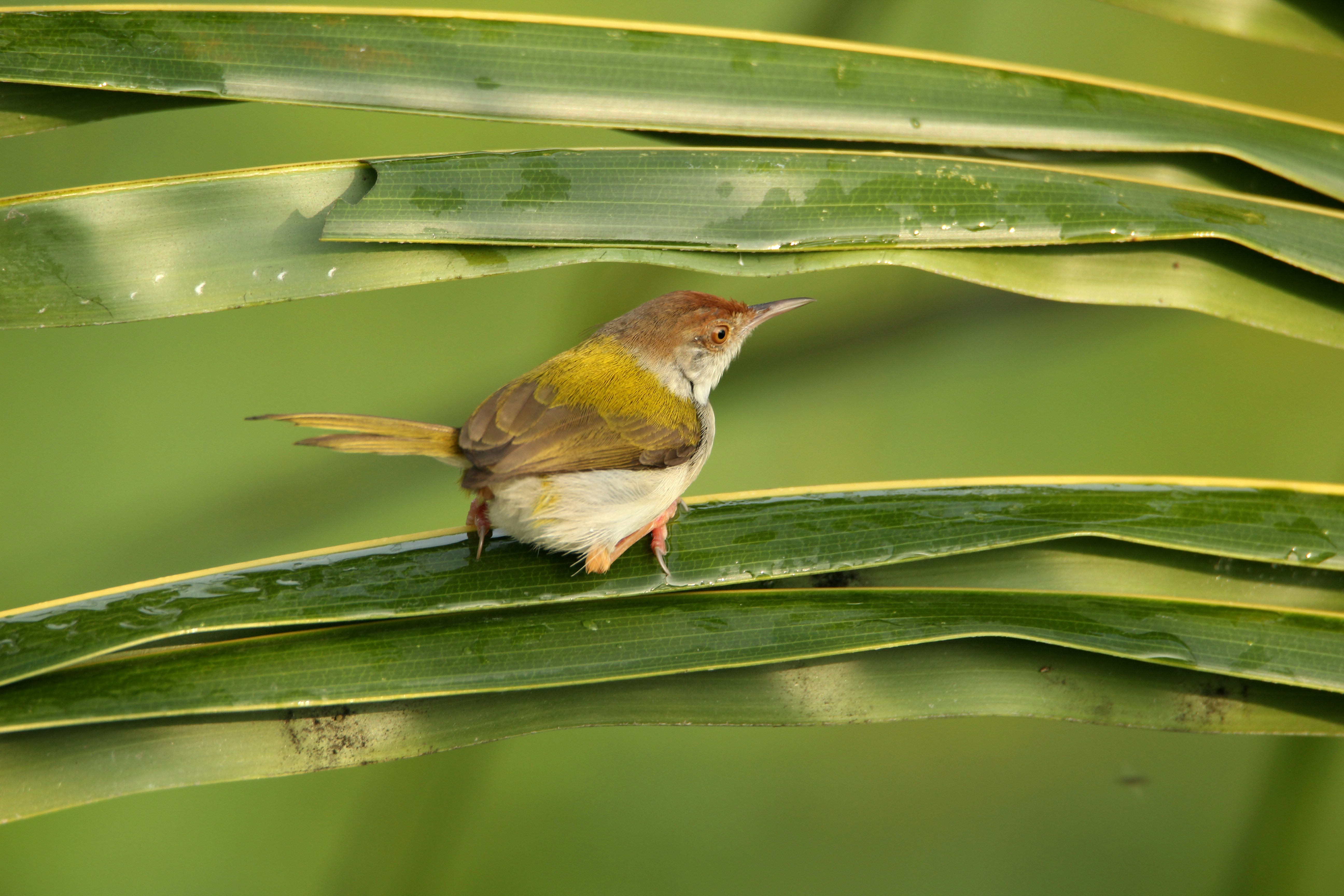 Palm-Leaf Spotlight: A Tiny Olive-Brown Warbler Perches Among Broad Fronds