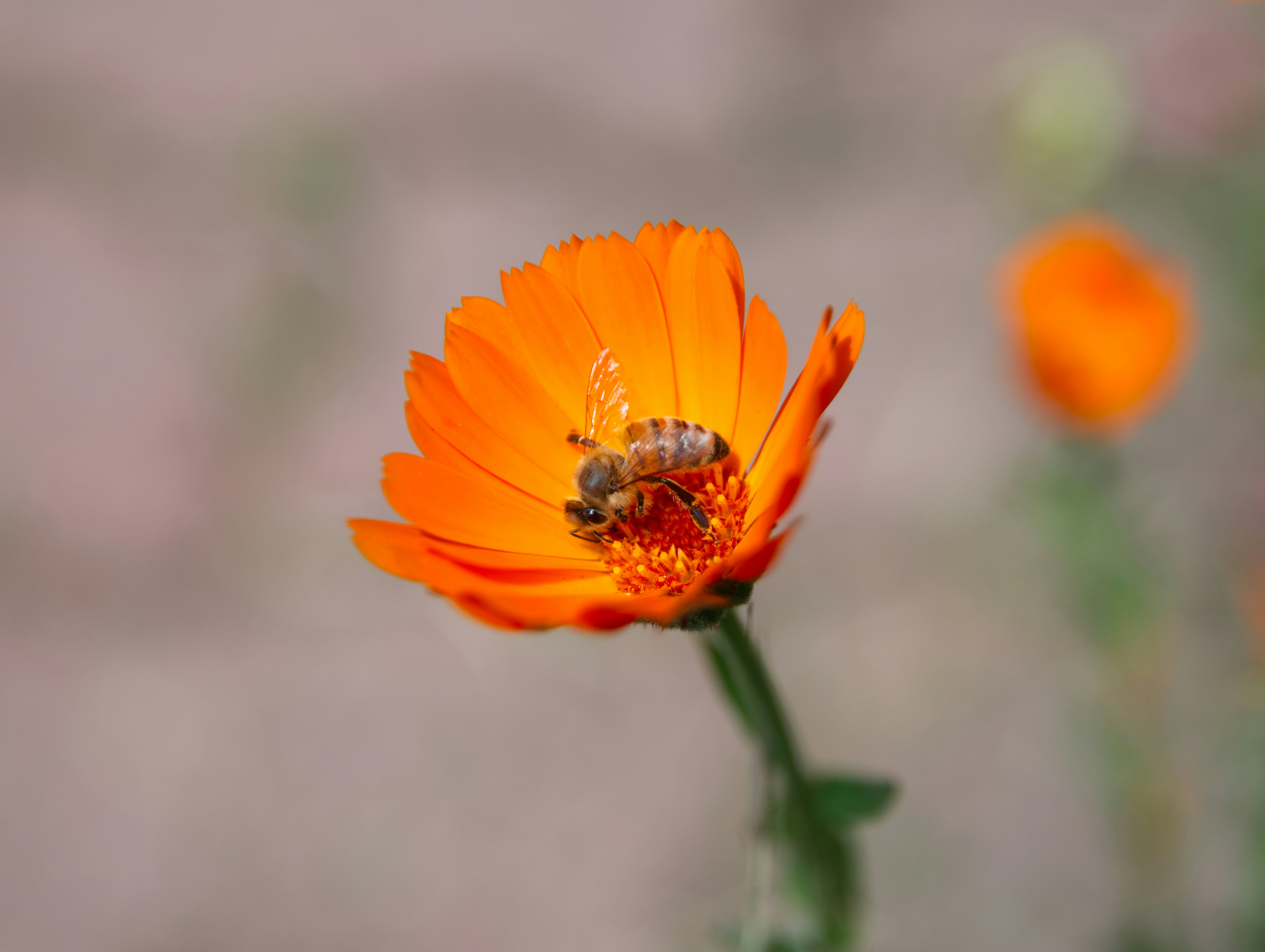 Close-up of a bee on an orange bloom with a soft, blurred background. The shot emphasizes the flower's petals and the pollinator in the foreground.