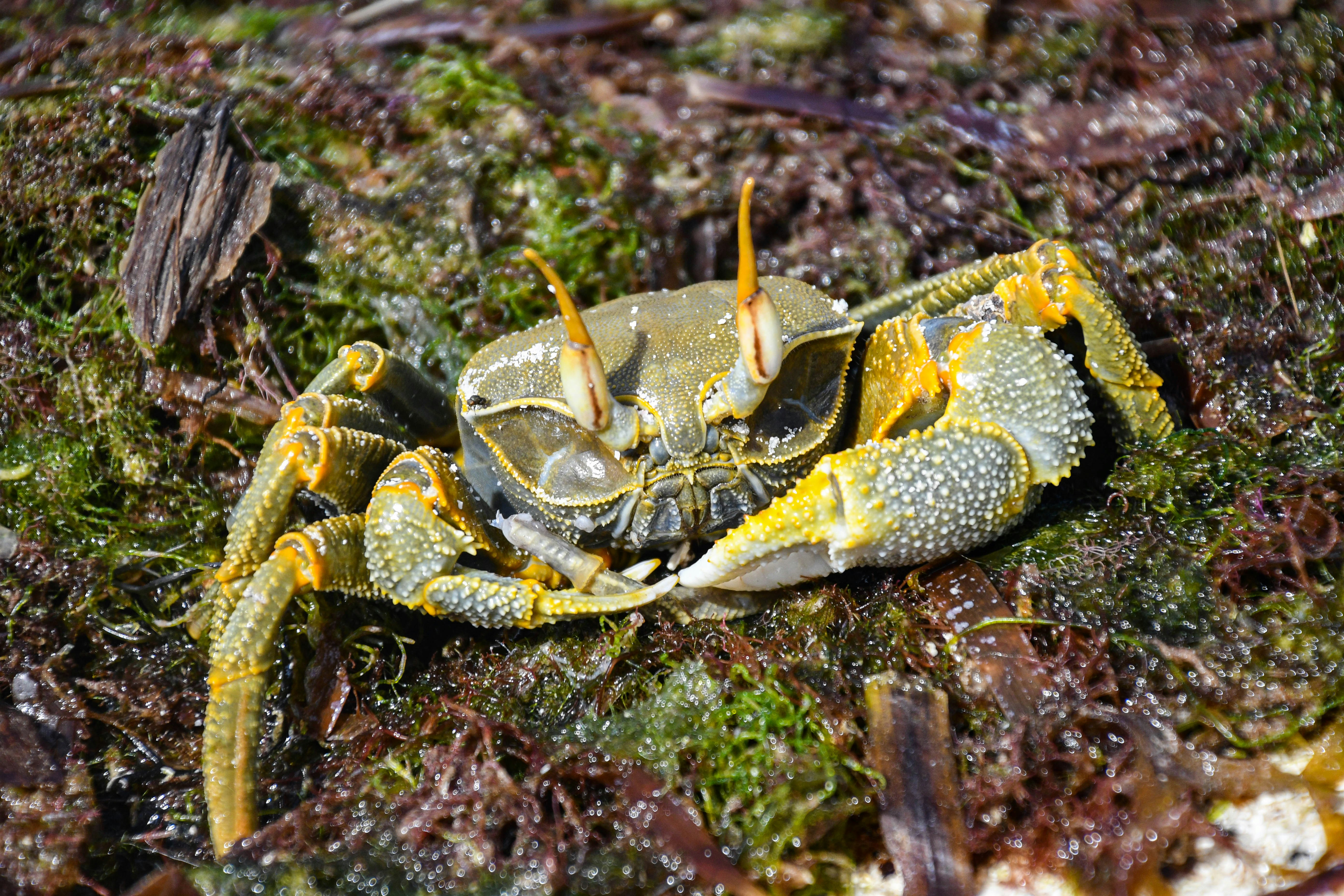 Crab in Detail: A Mossy Grotto Encounter