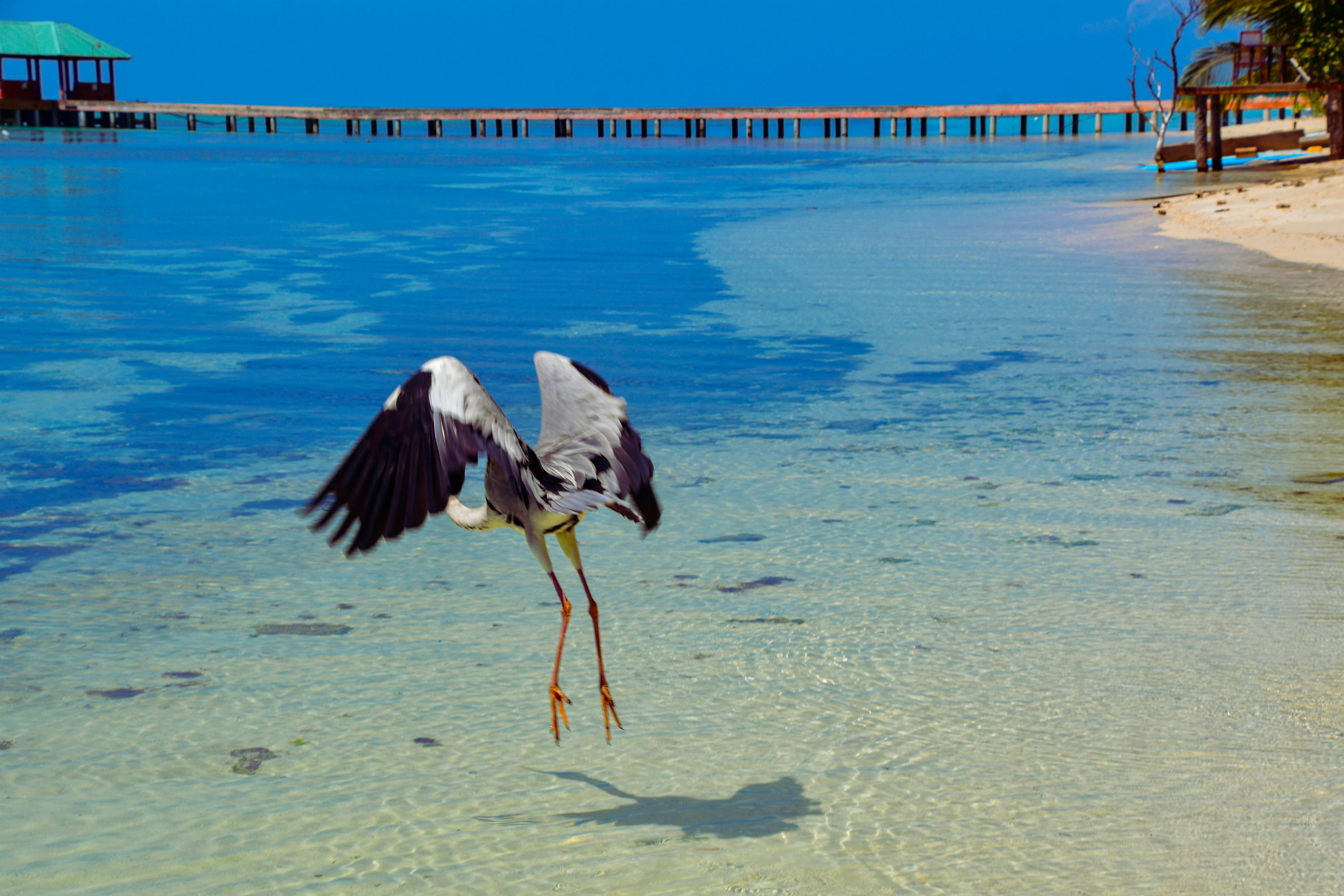 Heron in Flight Over Crystal-Turquoise Waters by a Quiet Beach Pier