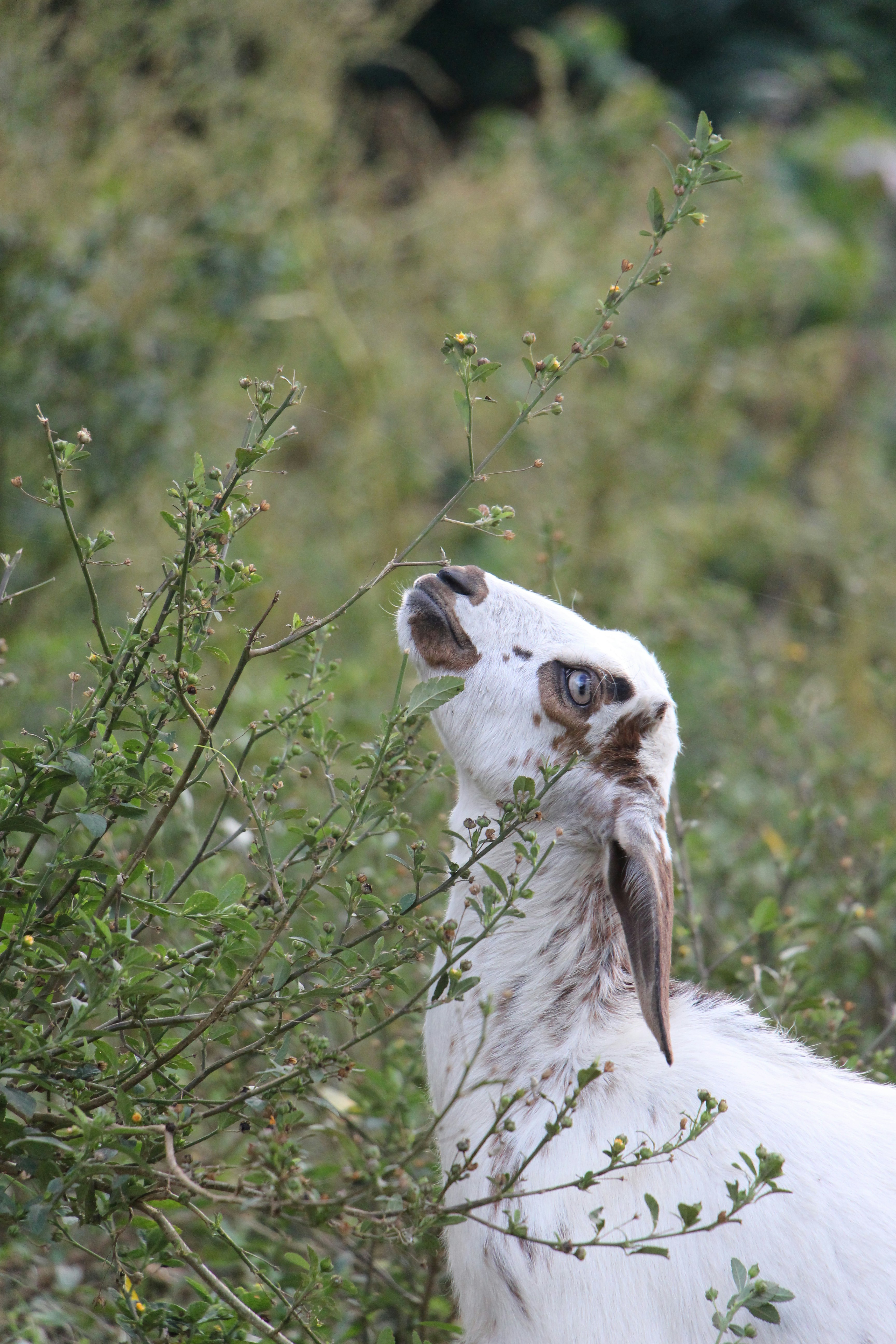 Curious Gaze Through Spring Bramble: A White Goat in the Meadow