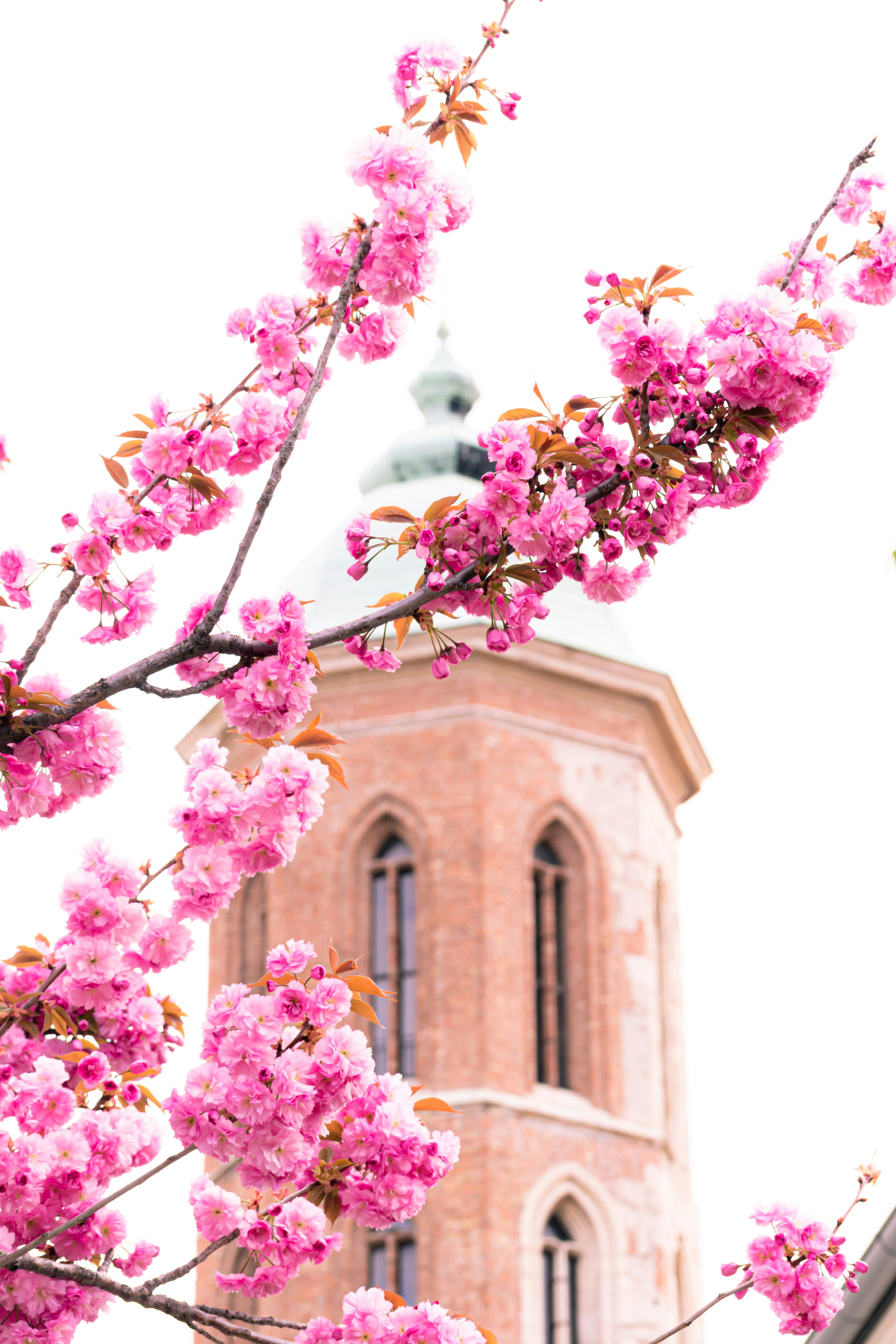 Blossoms Framing a Brick Clock Tower: A Burst of Pink in Bright Daylight