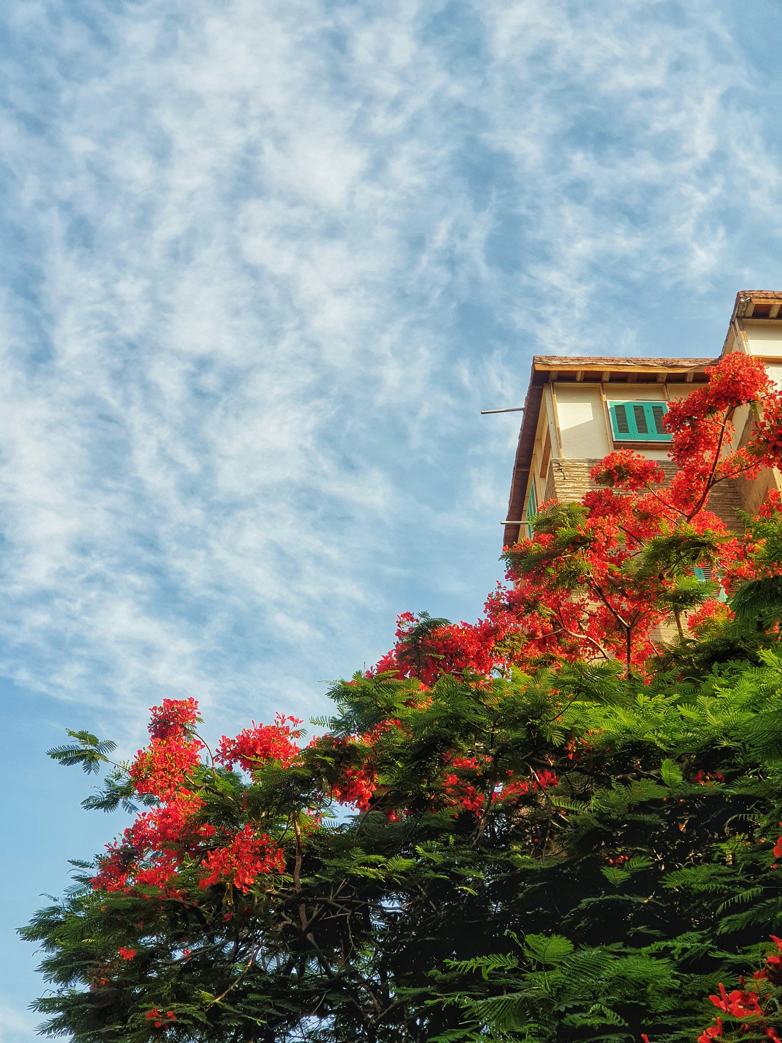 A tree in cairo in a sunny day
