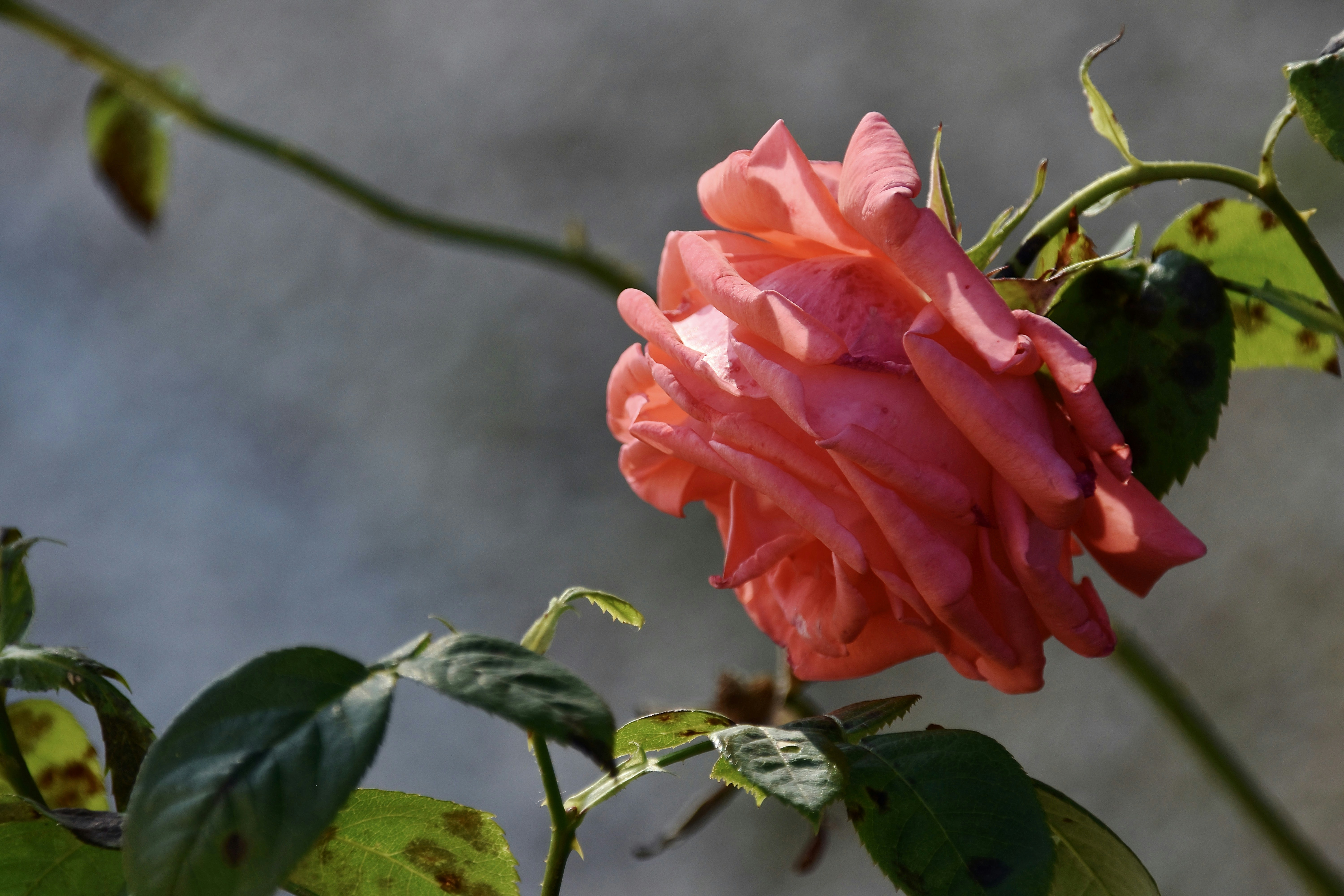 Soft Coral Rose in a Quiet Garden