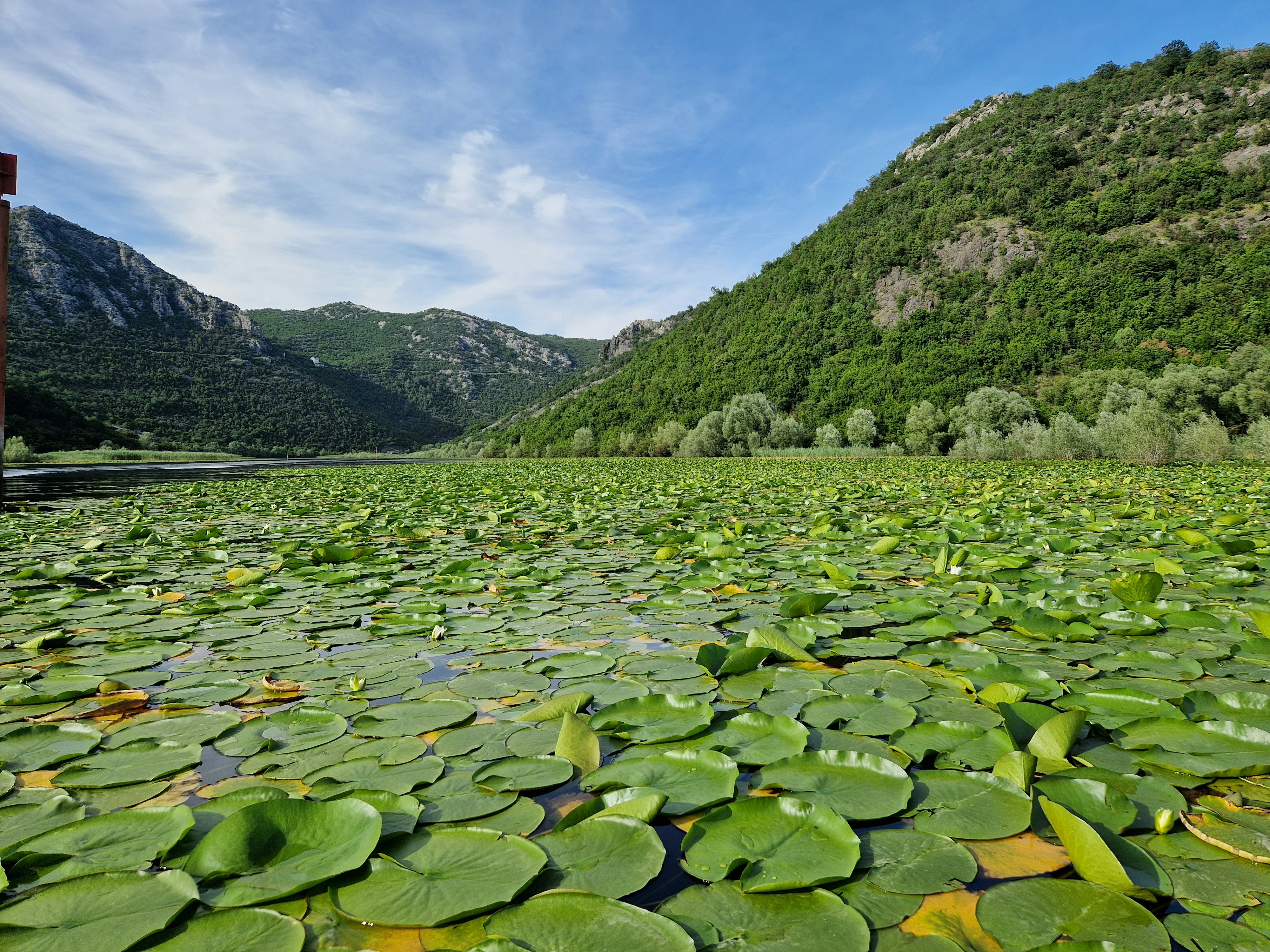 Lily-Pad Mosaic at a Valley Lake Beneath Verdant Slopes