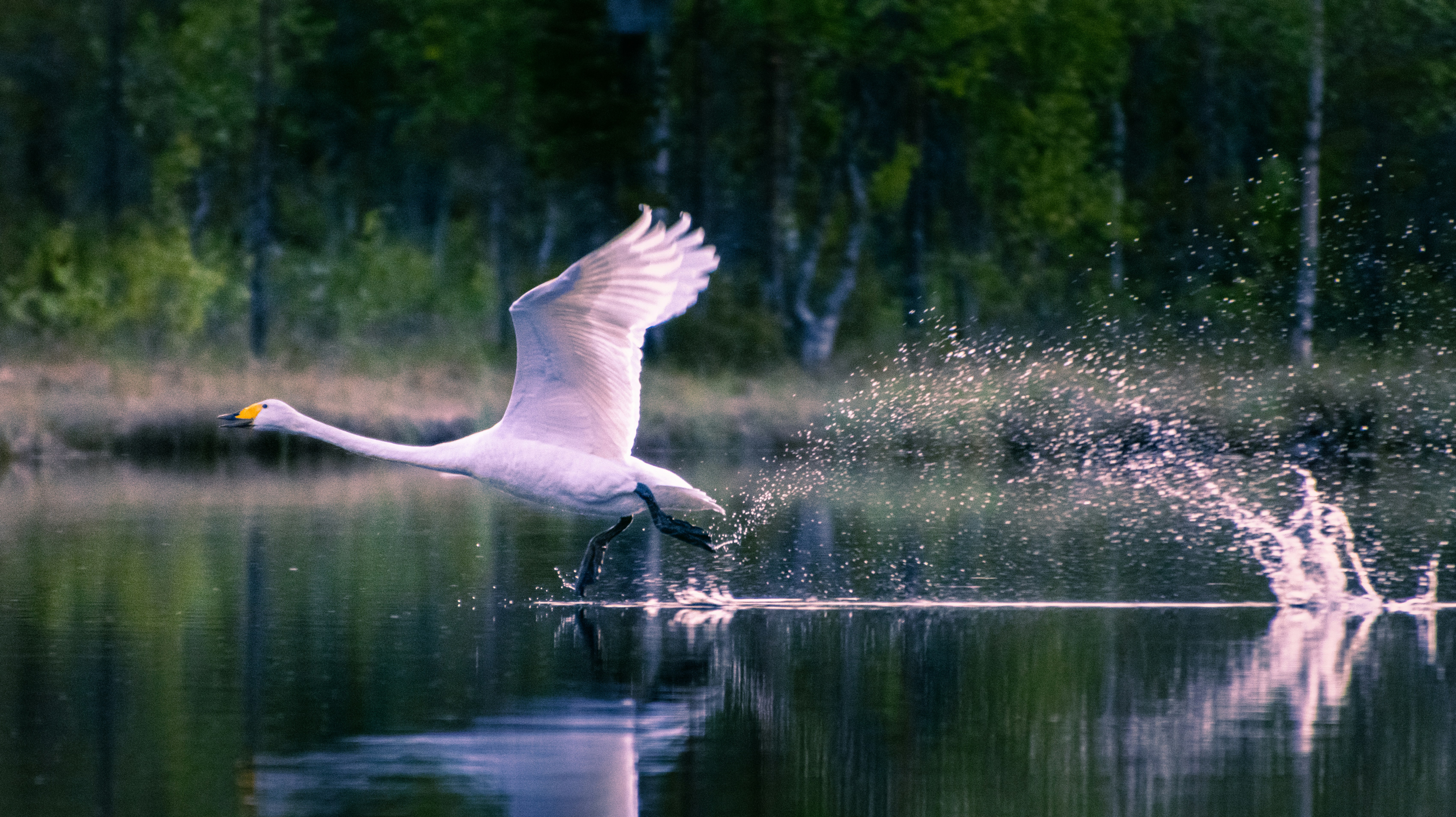 A large white bird flying over a body of water photo – Free Finland ...
