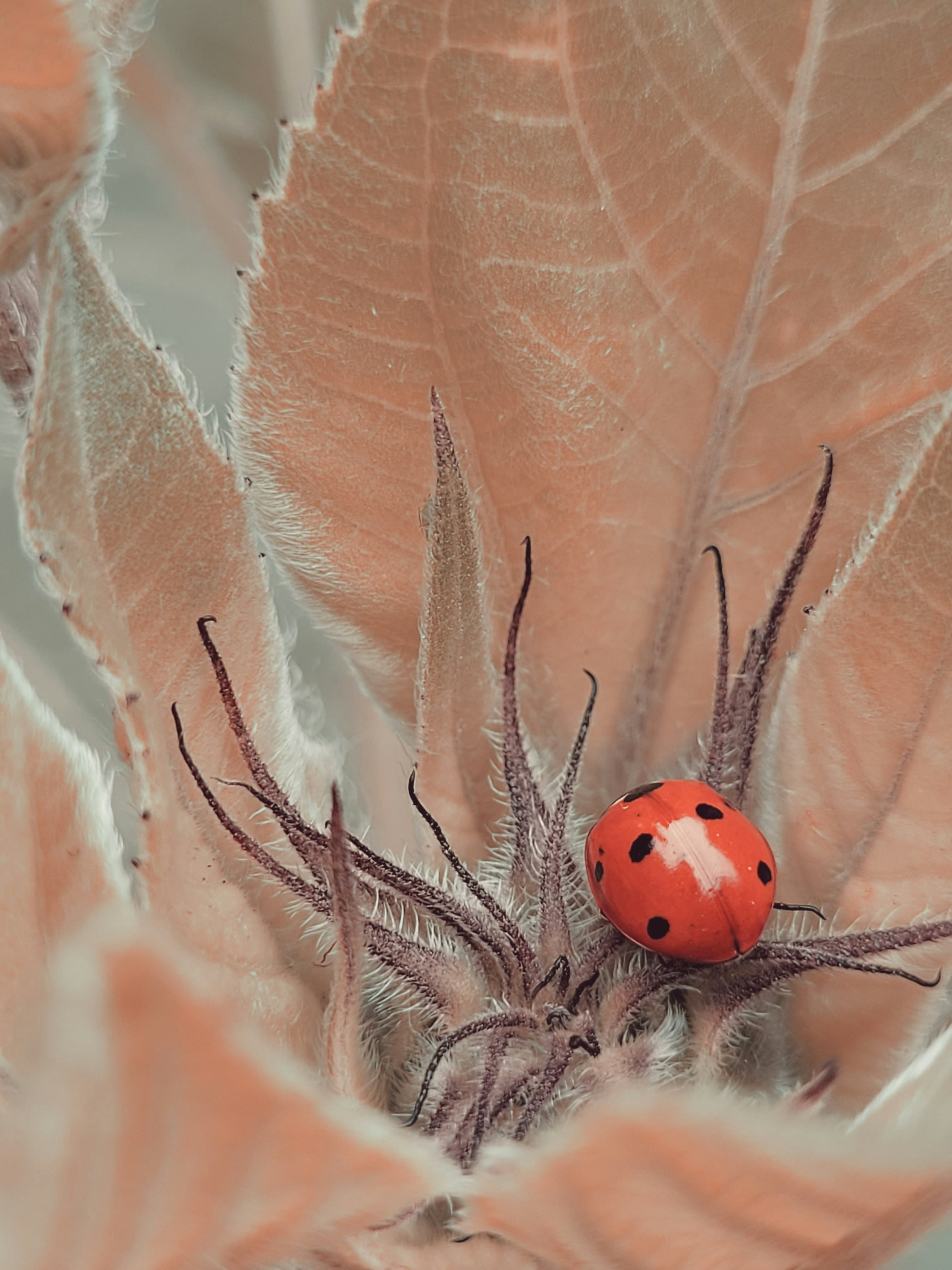 Red Ladybug Among Velvet Peach Petals: Close-Up Macro