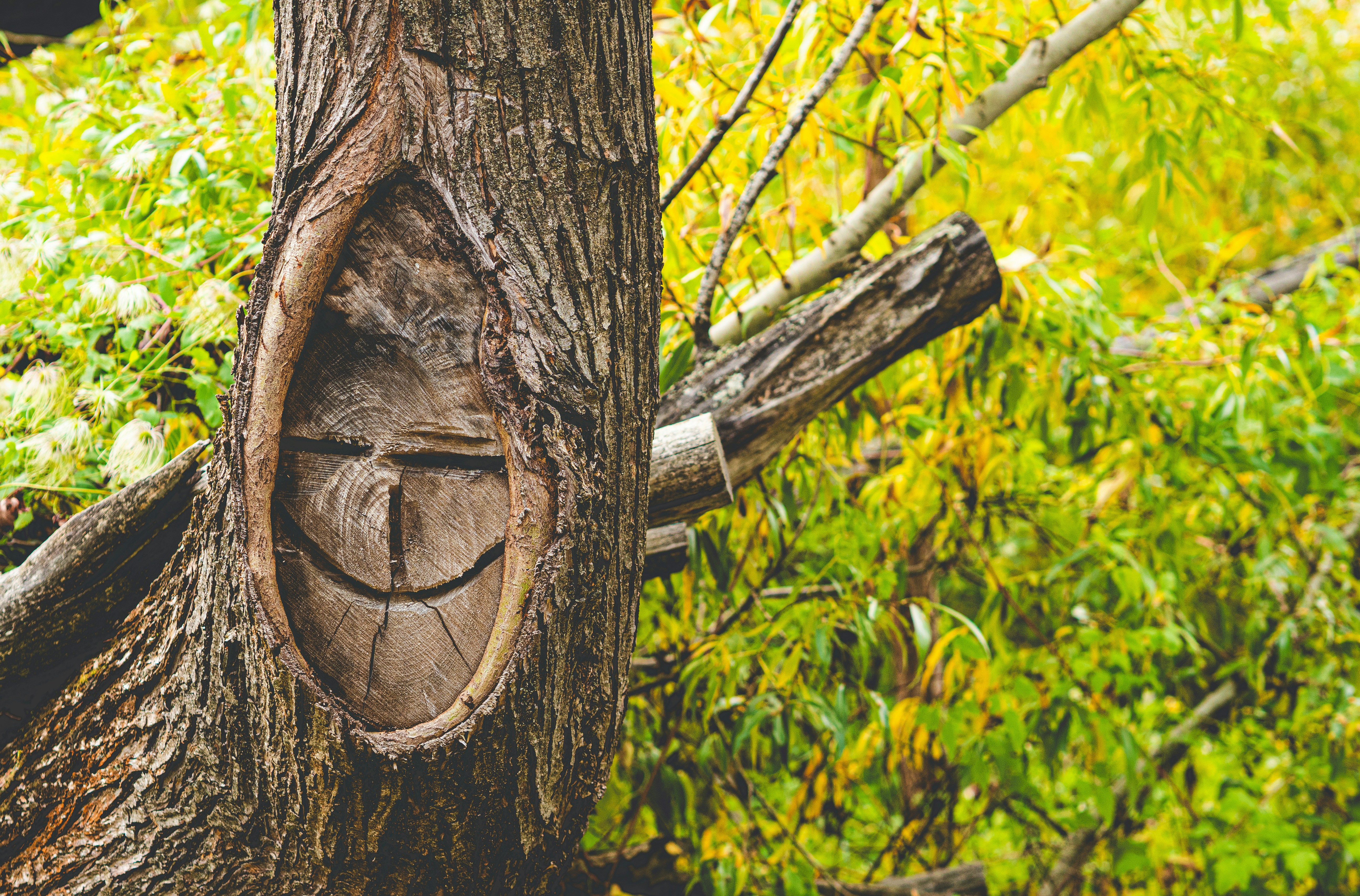 A tree with a smiley face carved into it photo – Free New zealand Image ...