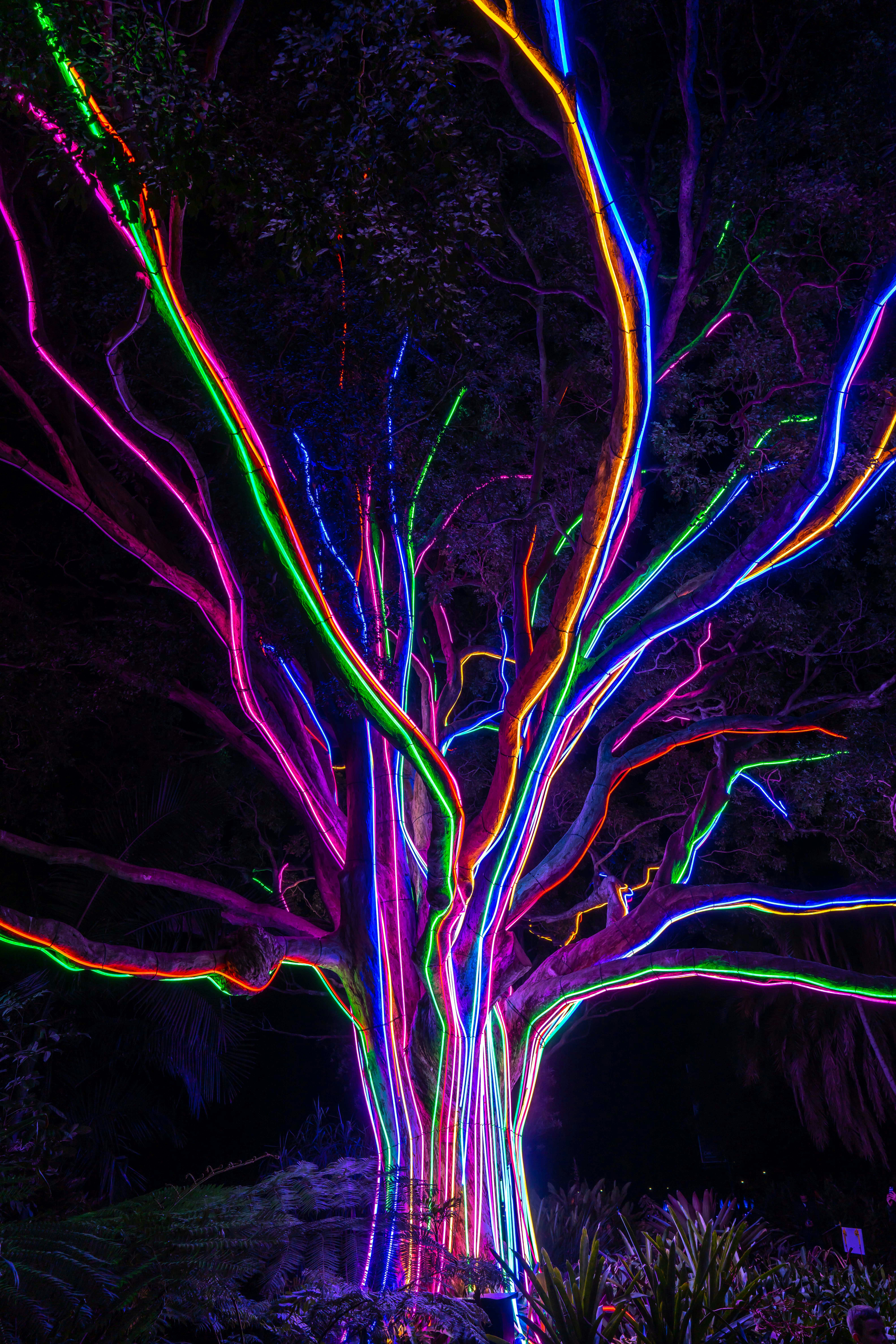 Vibrantly illuminated tree branches radiate neon colors against a dark backdrop, creating a surreal and enchanting atmosphere.