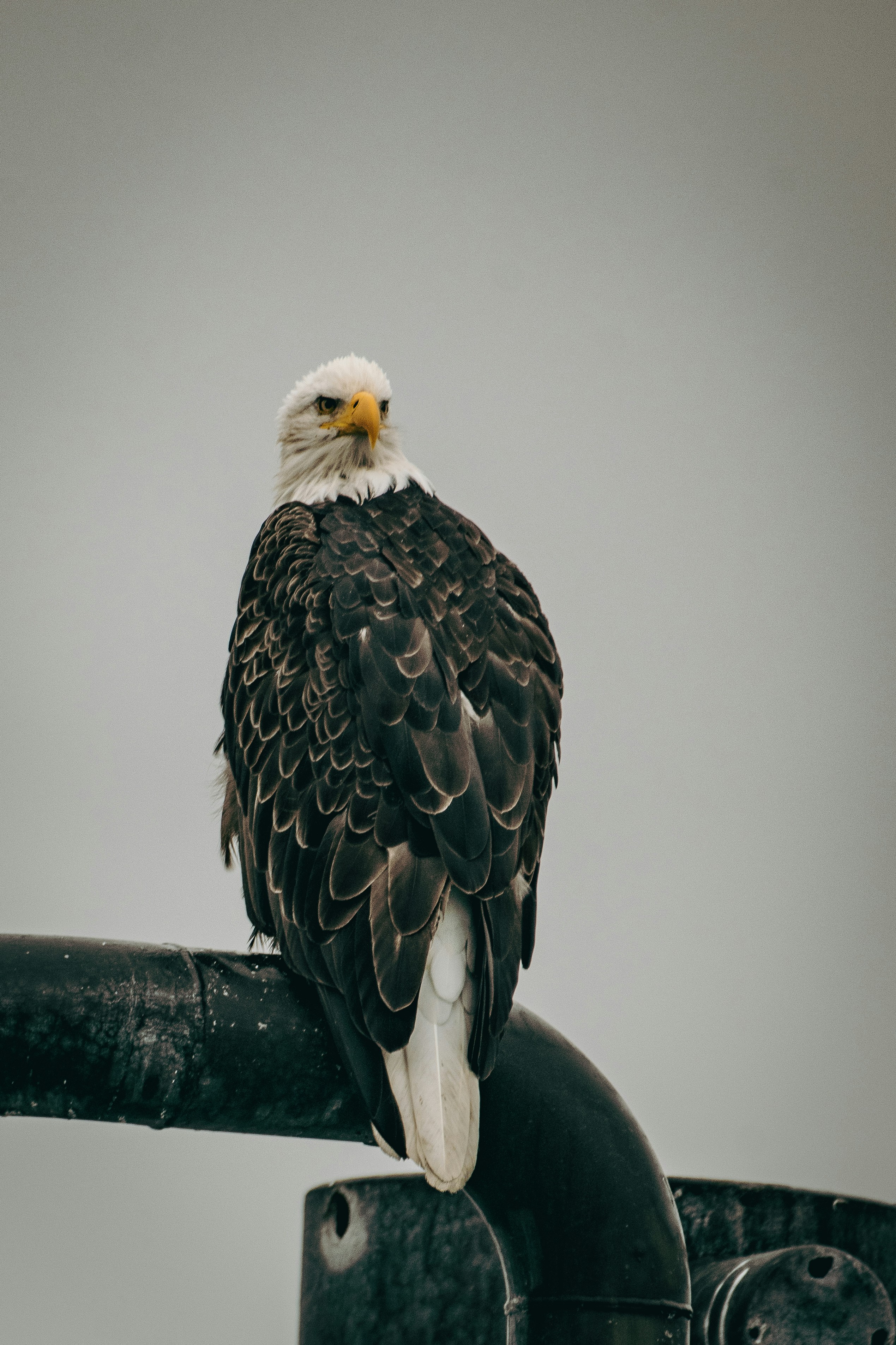 Close-up of a bald eagle perched in the harbor of Seward, AK