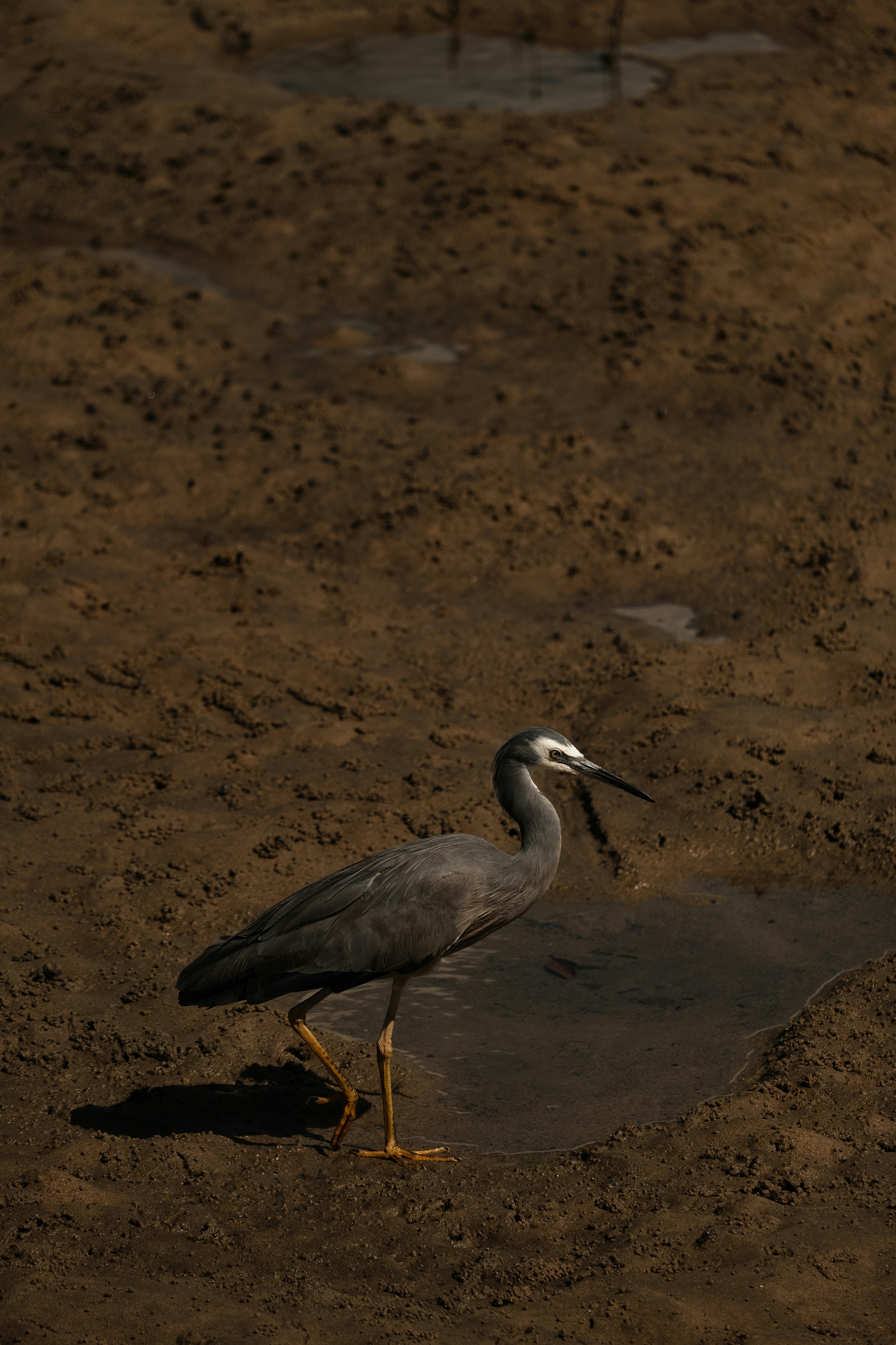 Whispered Shoreline: A Grey Heron on a Mud-Pool Vigil