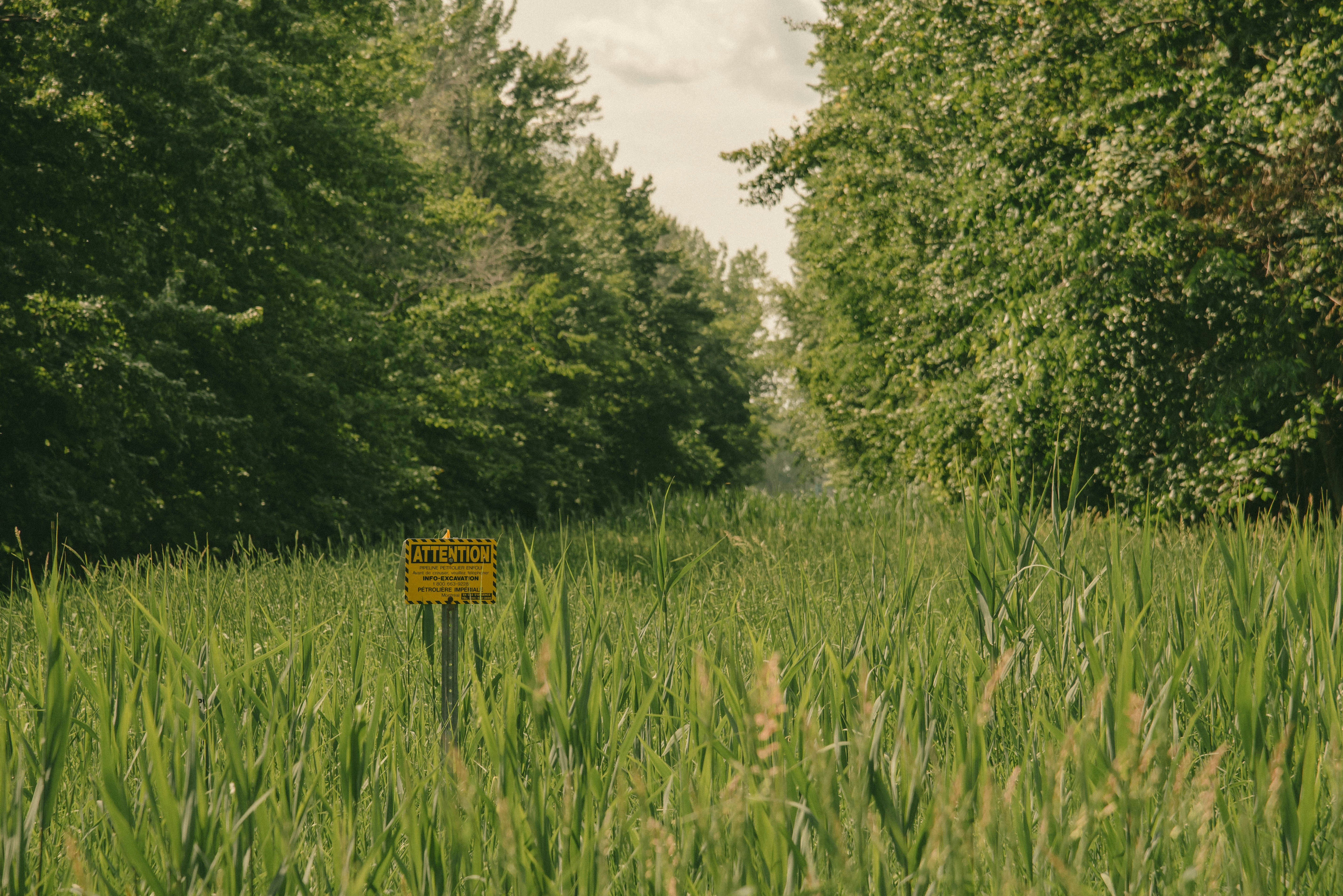 Whispering Corridor: A Lone Yellow Sign in a Sea of Green