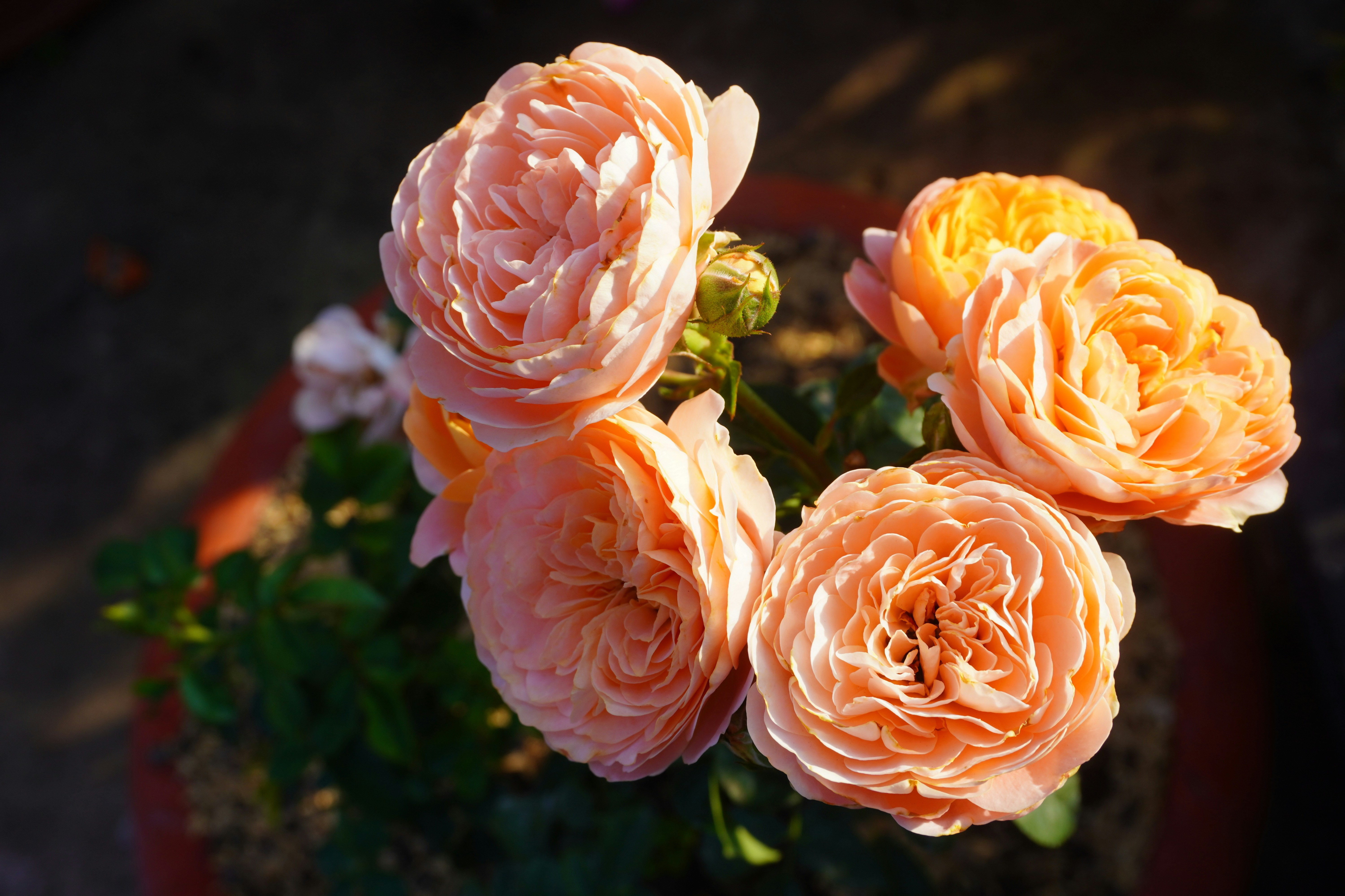 Photo by Ellie Nguyen with Sony Alpha 6400