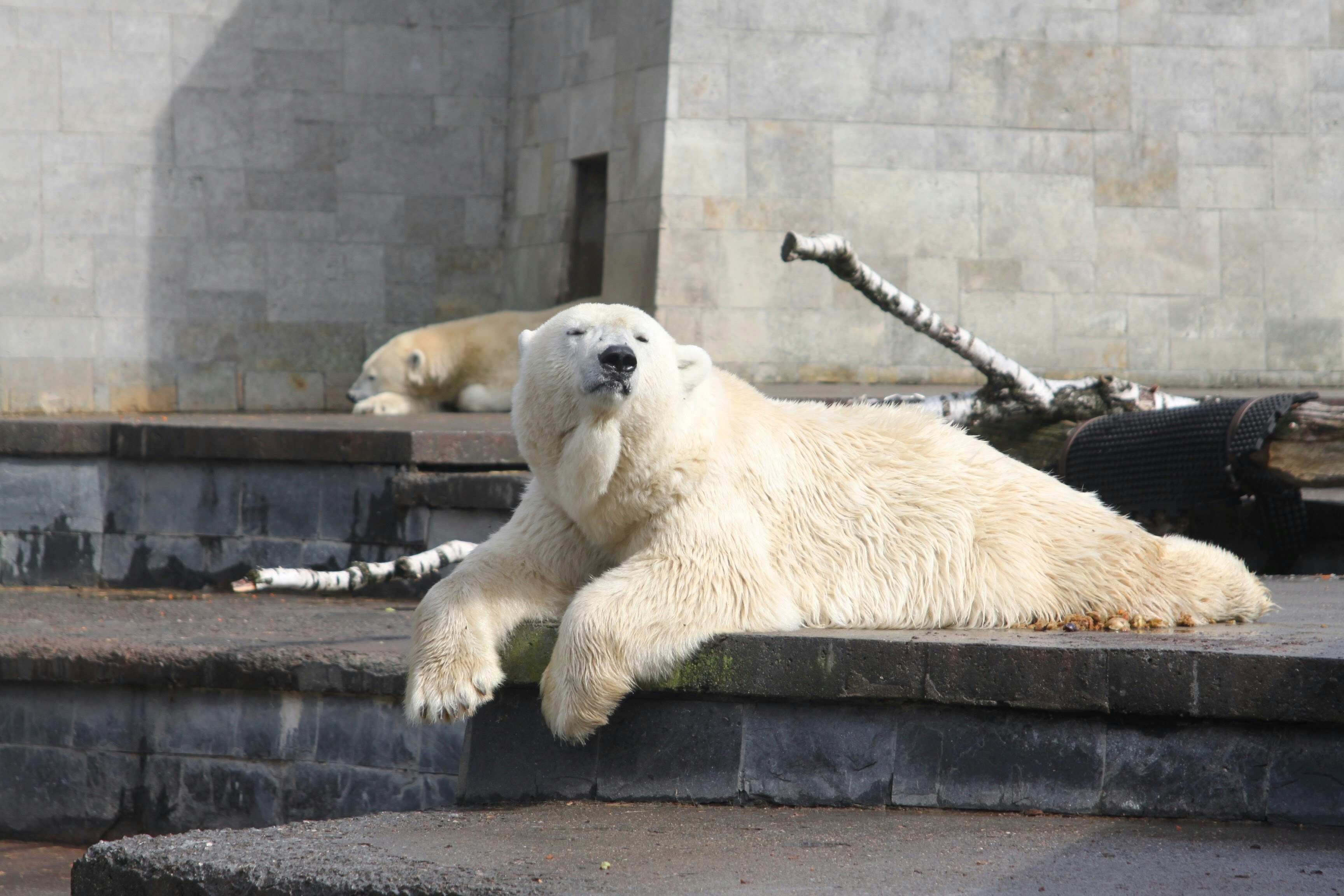 Resting on Granite Steps: A Polar Bear Louges by the Wall