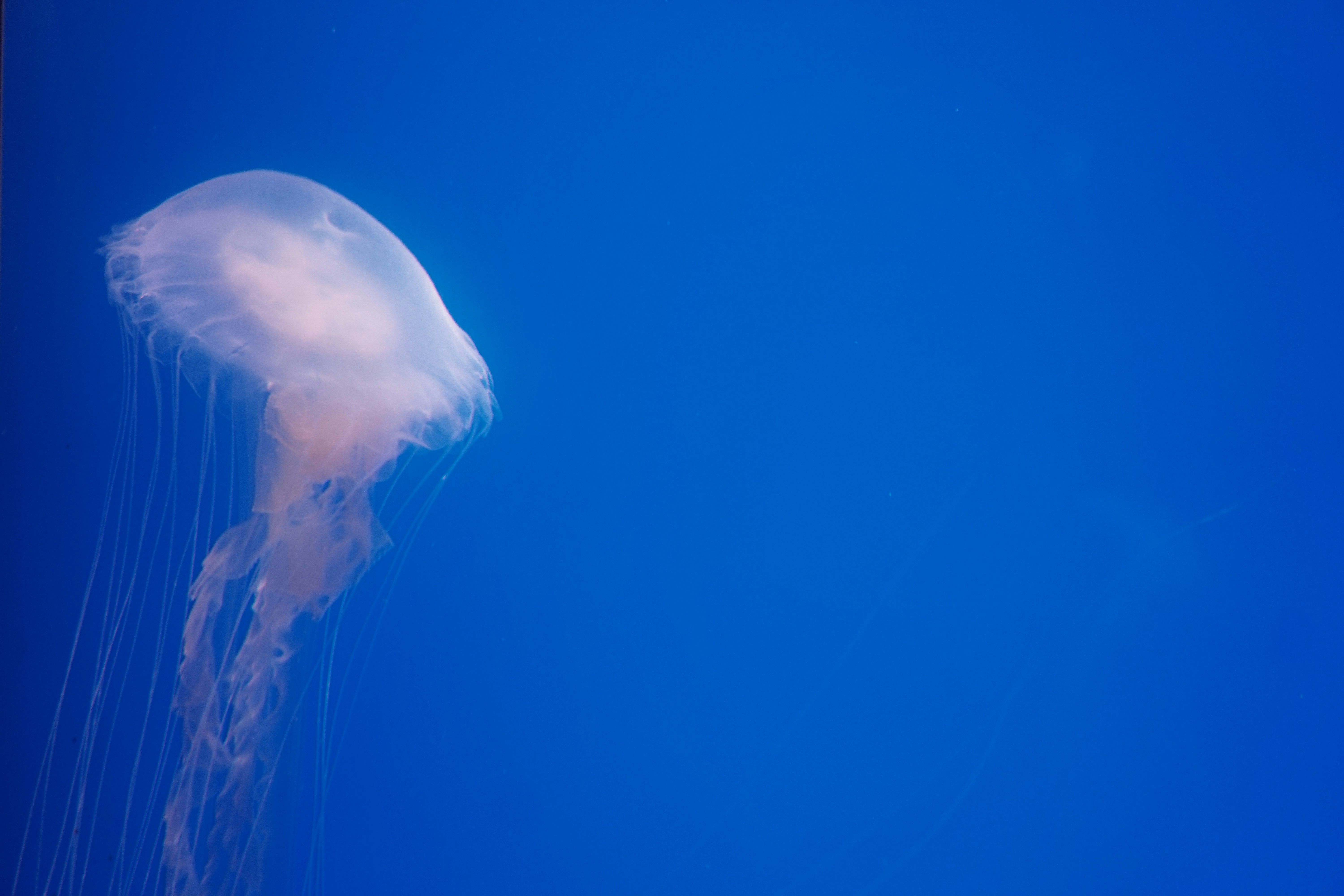 Cerulean Drift: a Jellyfish in the Open Sky
