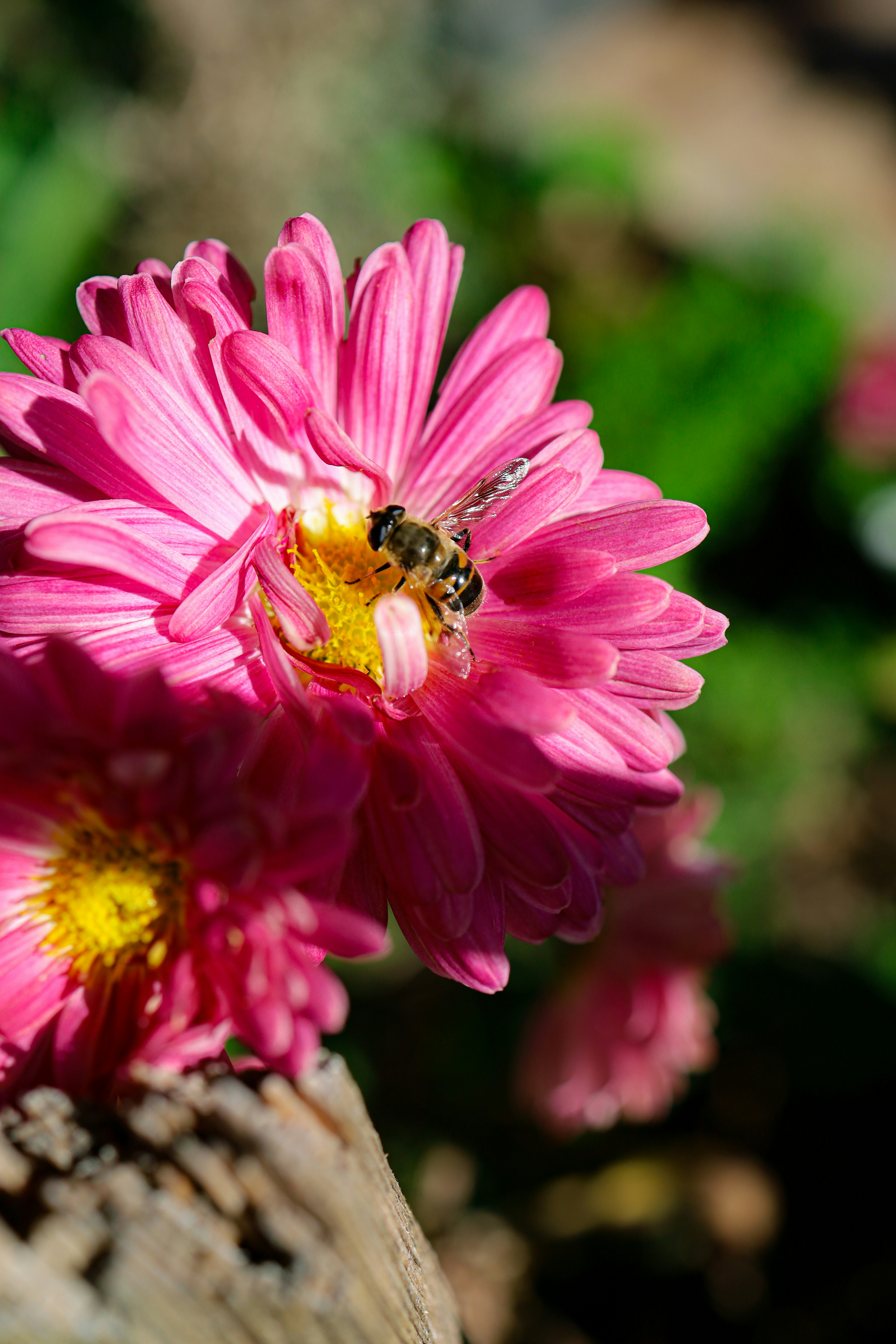 Honeybee on a Pink Dahlia: A Macro Moment in Sunlit Bloom