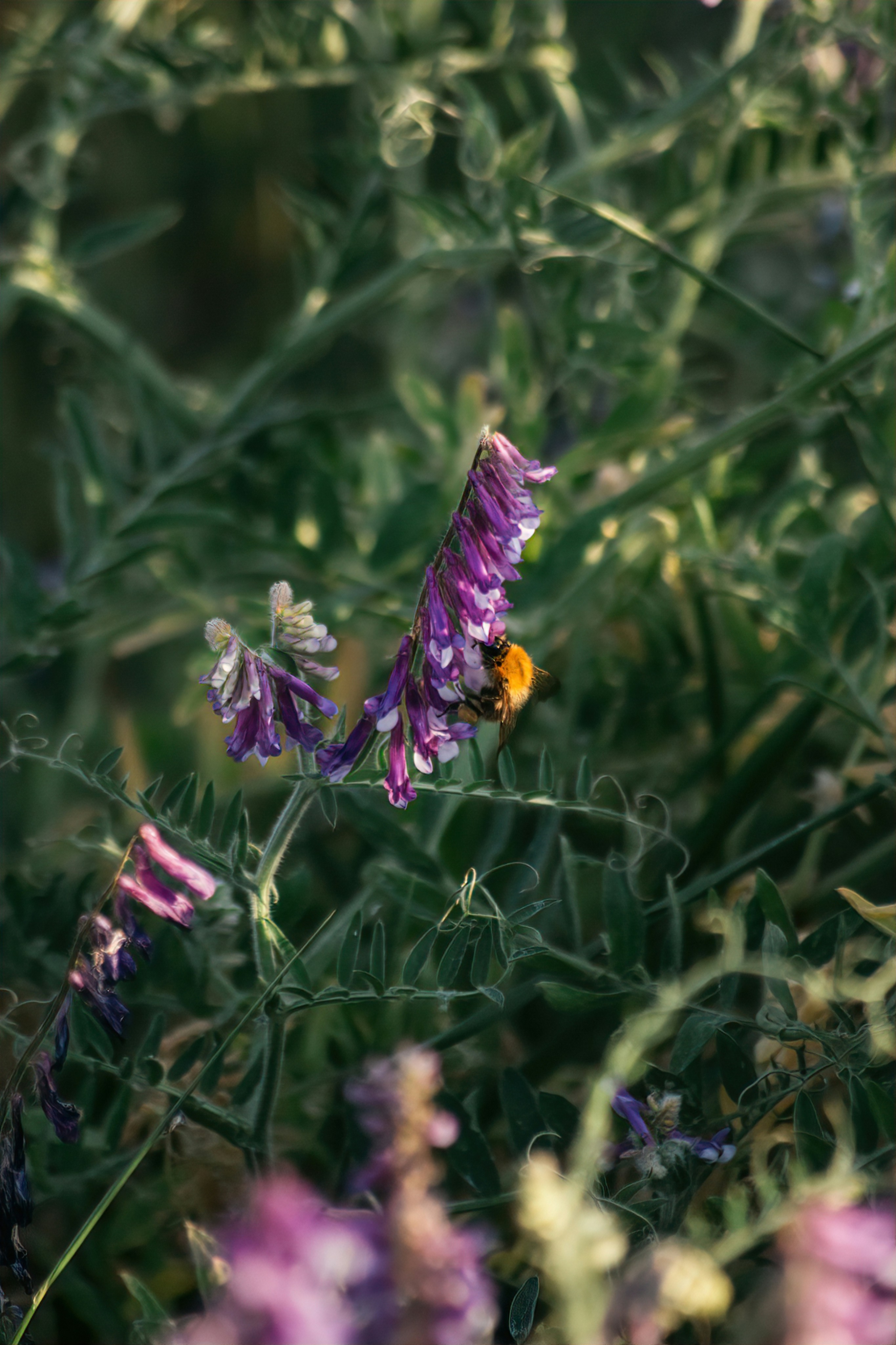 Bee on a Violet Lupine Spike: Quiet Motion in a Green Maze