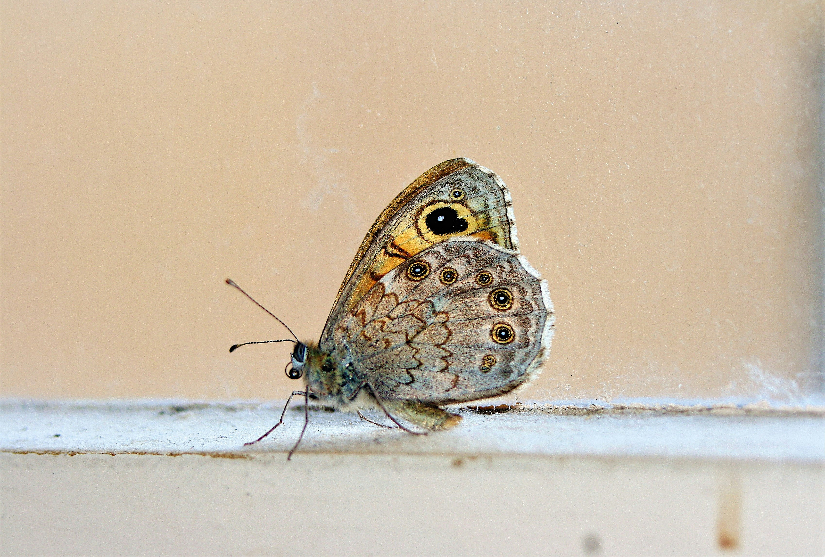A close up of a butterfly on a window sill photo – Free France Image on ...