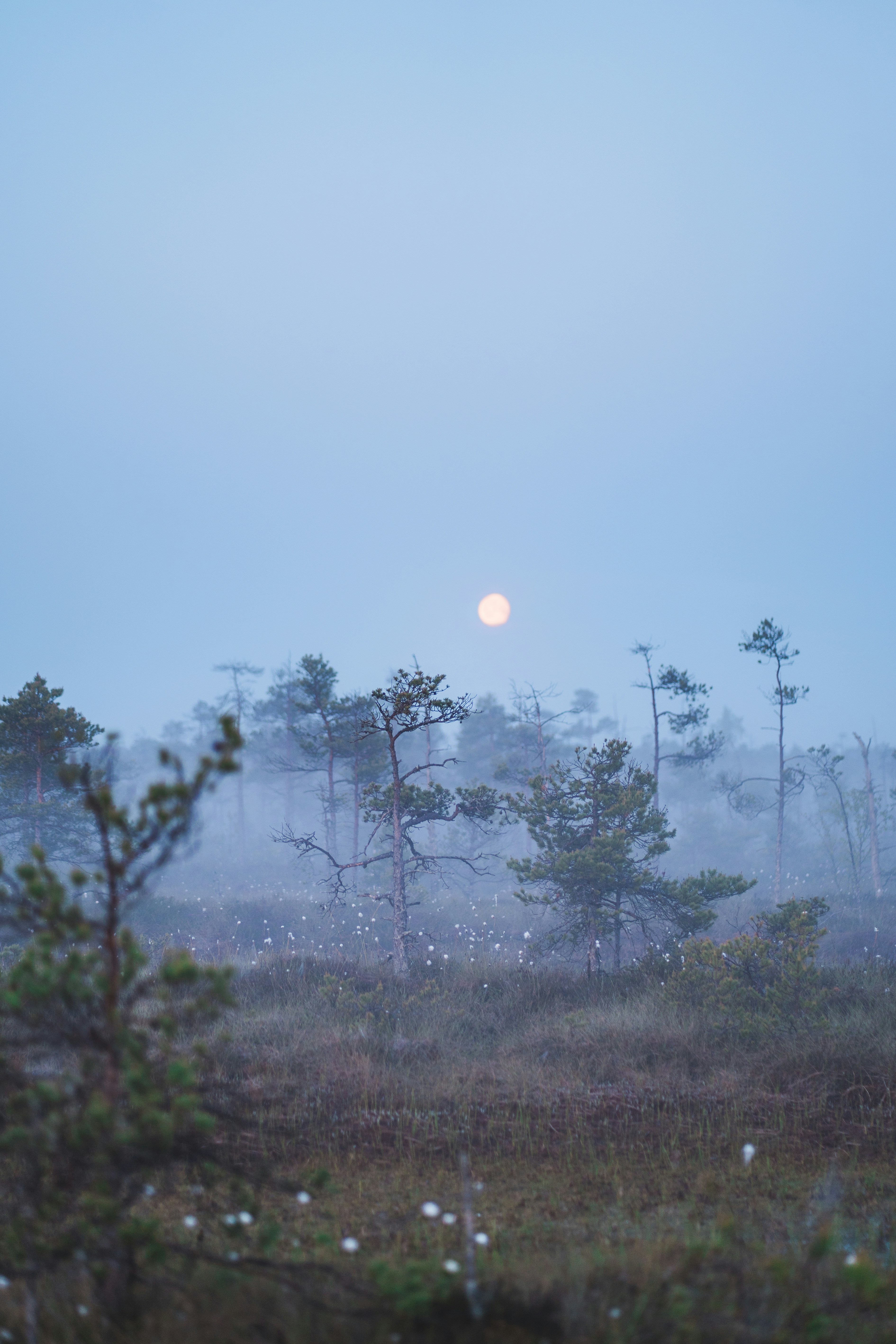 A foggy field with trees and a full moon in the distance photo – Free ...