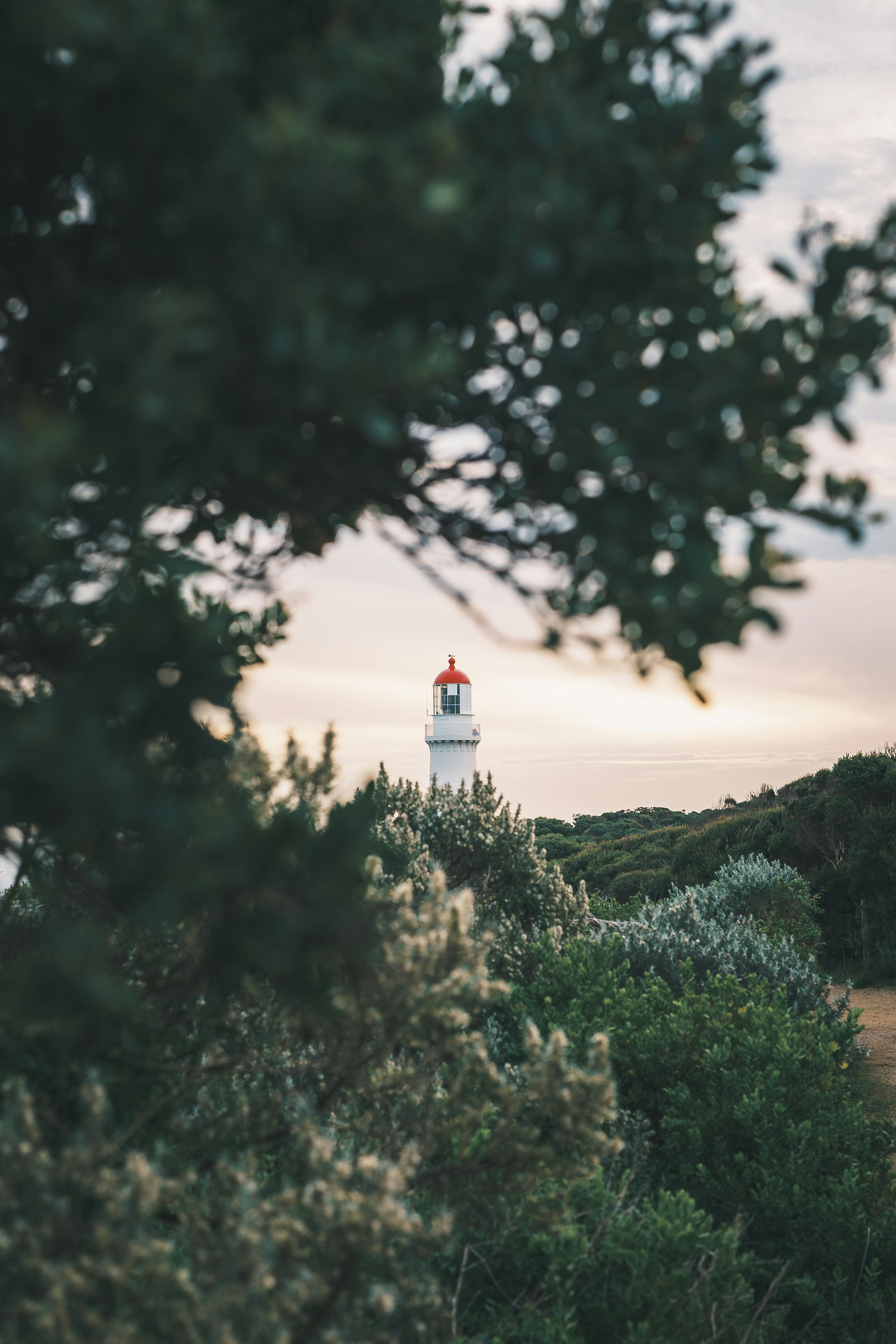 Beacon Between Pines: a distant lighthouse framed by coastal scrub at dusk