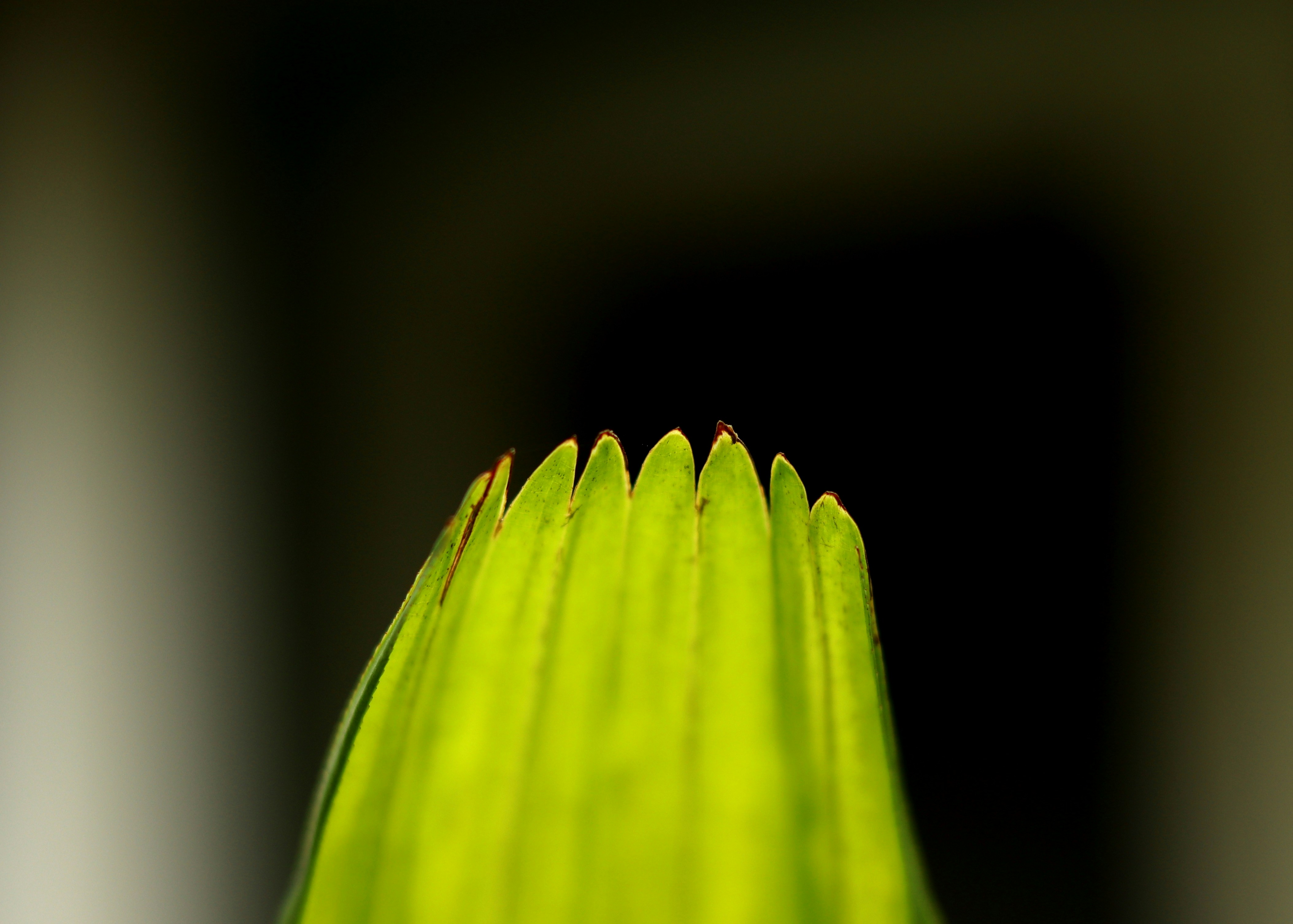 Emerald Crest: Close-Up of a Leaf Tip in Velvet Darkness