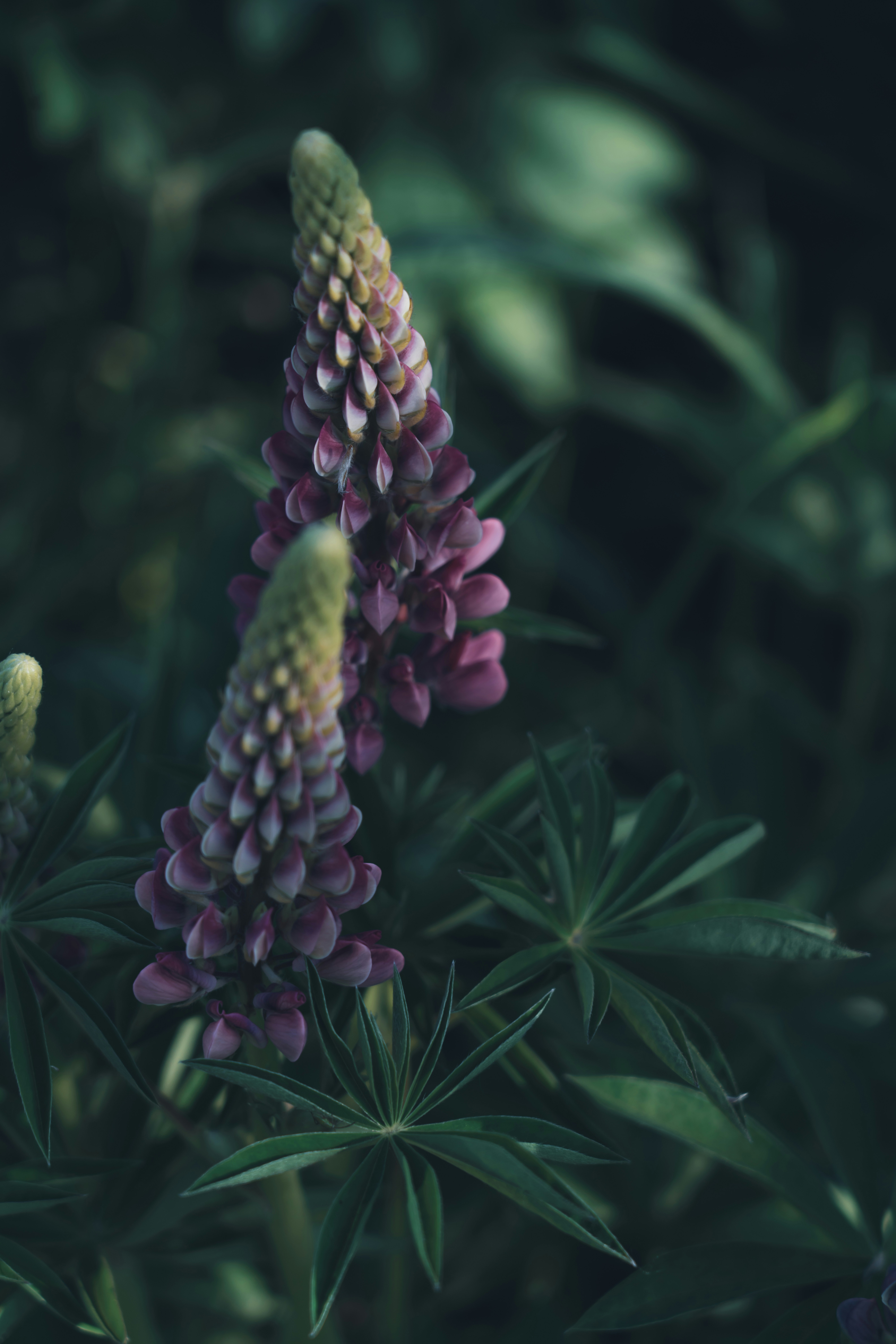 Midnight Lupines: A Velvet Spike Rising Through Shadowed Foliage