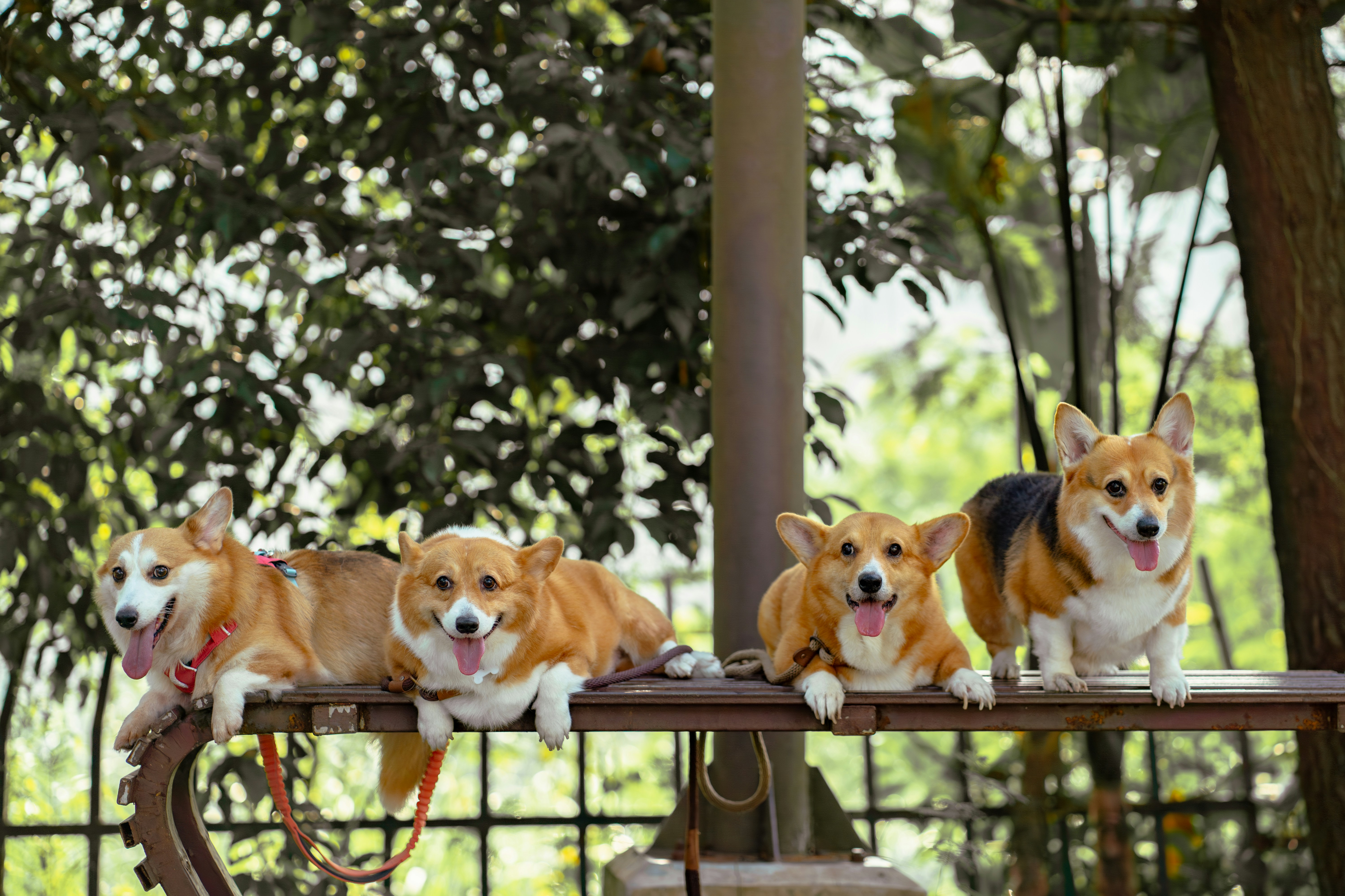 Quad Corgi Quartet Perched on a Sunlit Park Bench