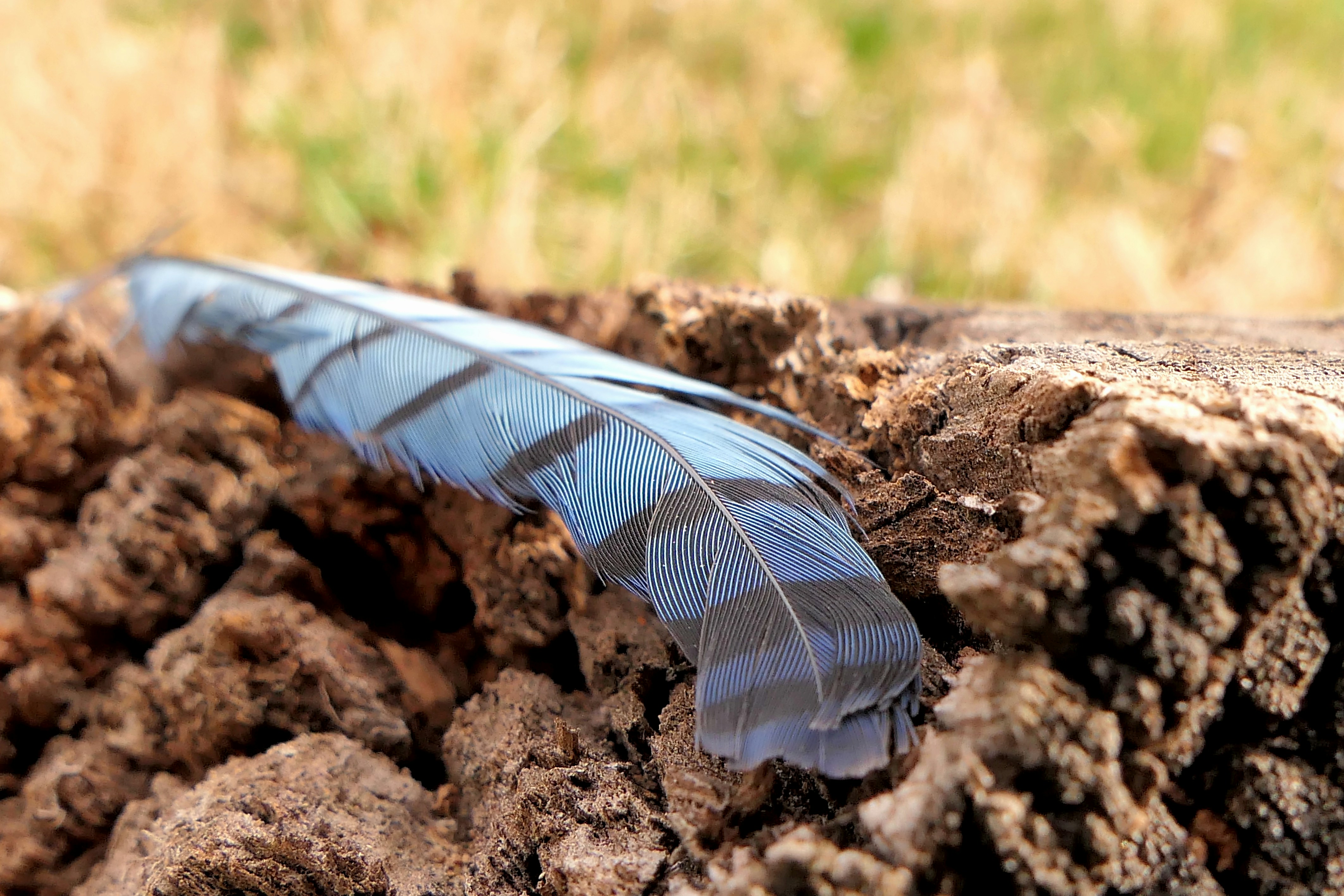 blue jay feather on log