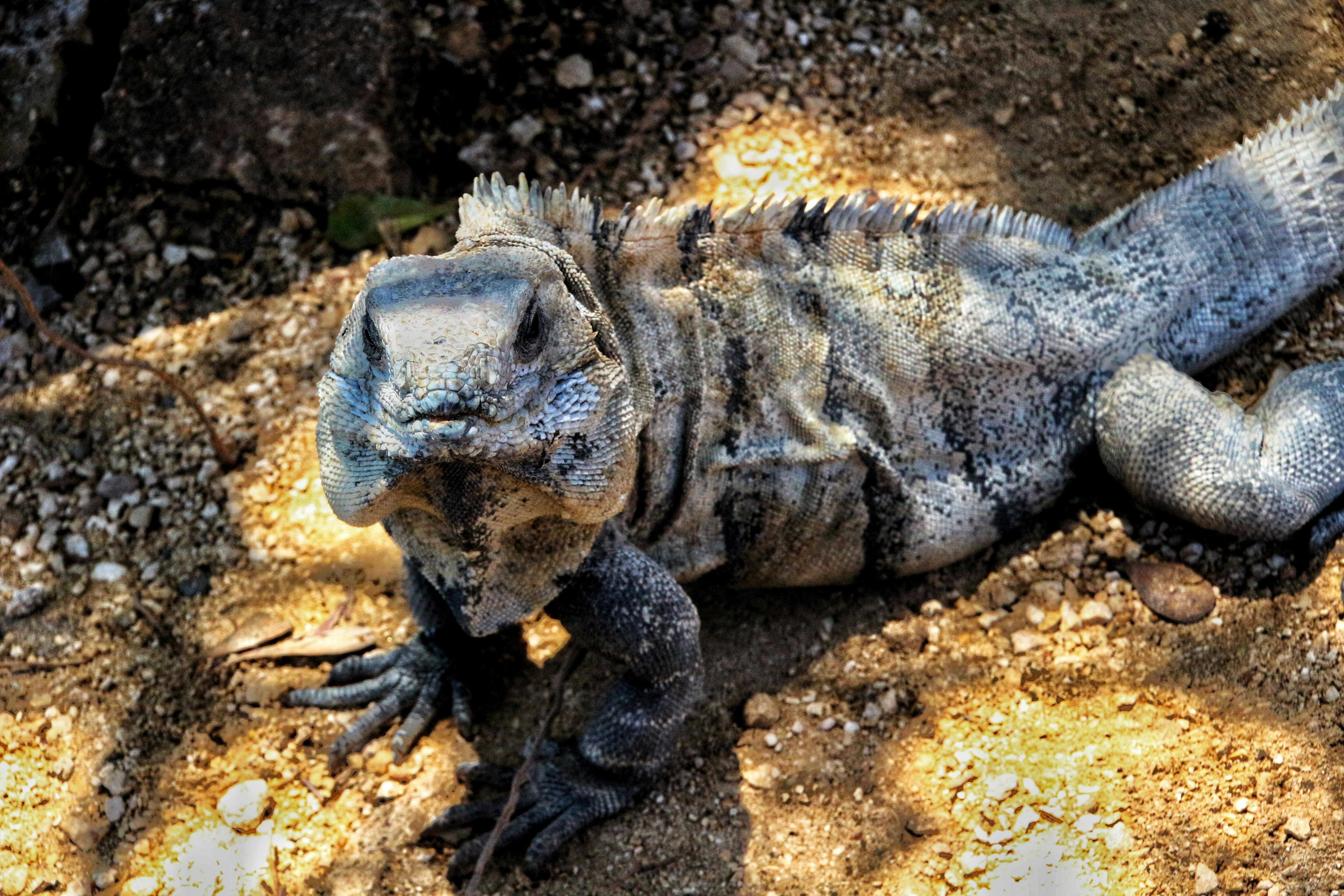 Desert Rugged: A Weathered Lizard Reposed on Sunlit Soil