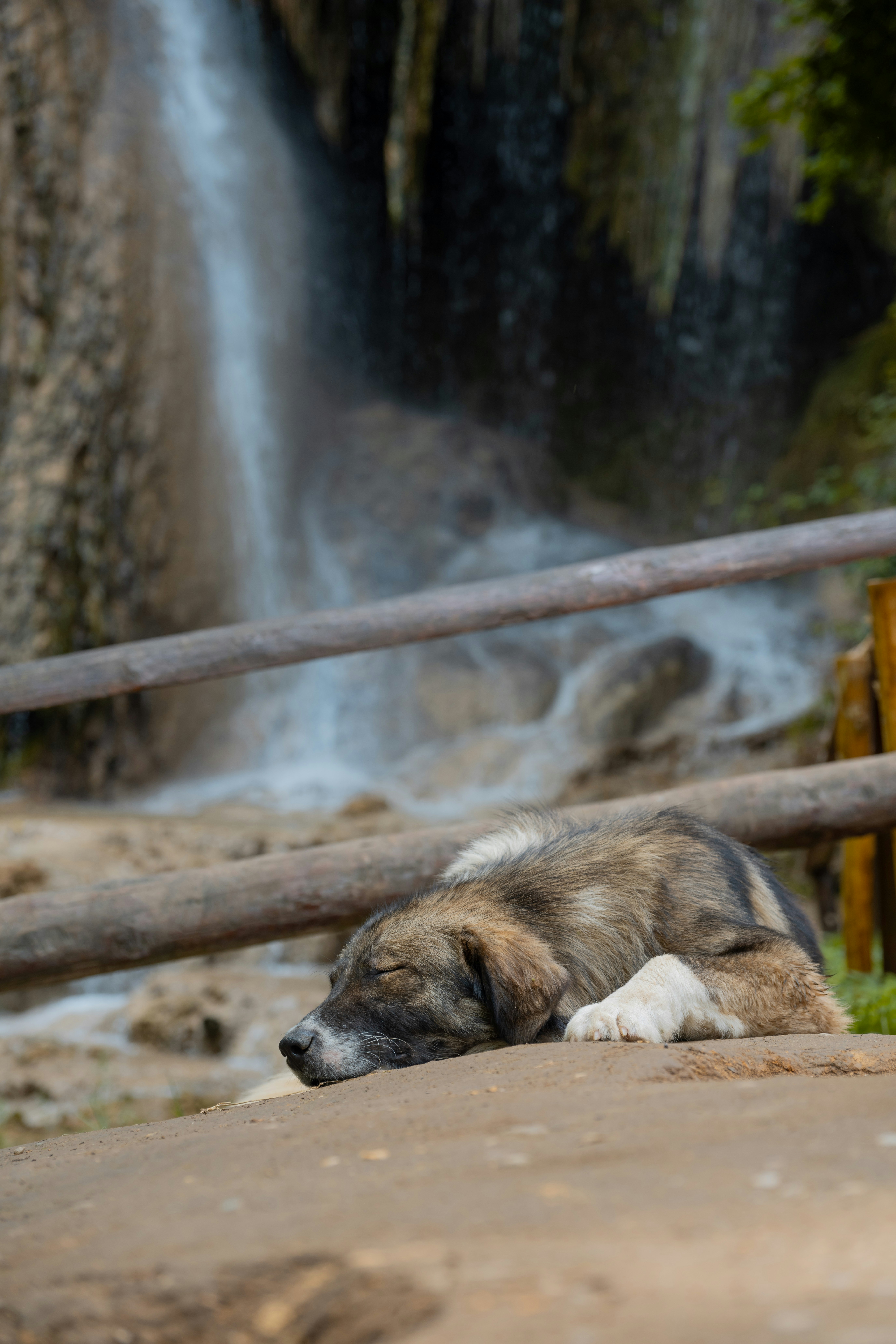 A dog laying on the ground in front of a waterfall photo – Free Photo ...