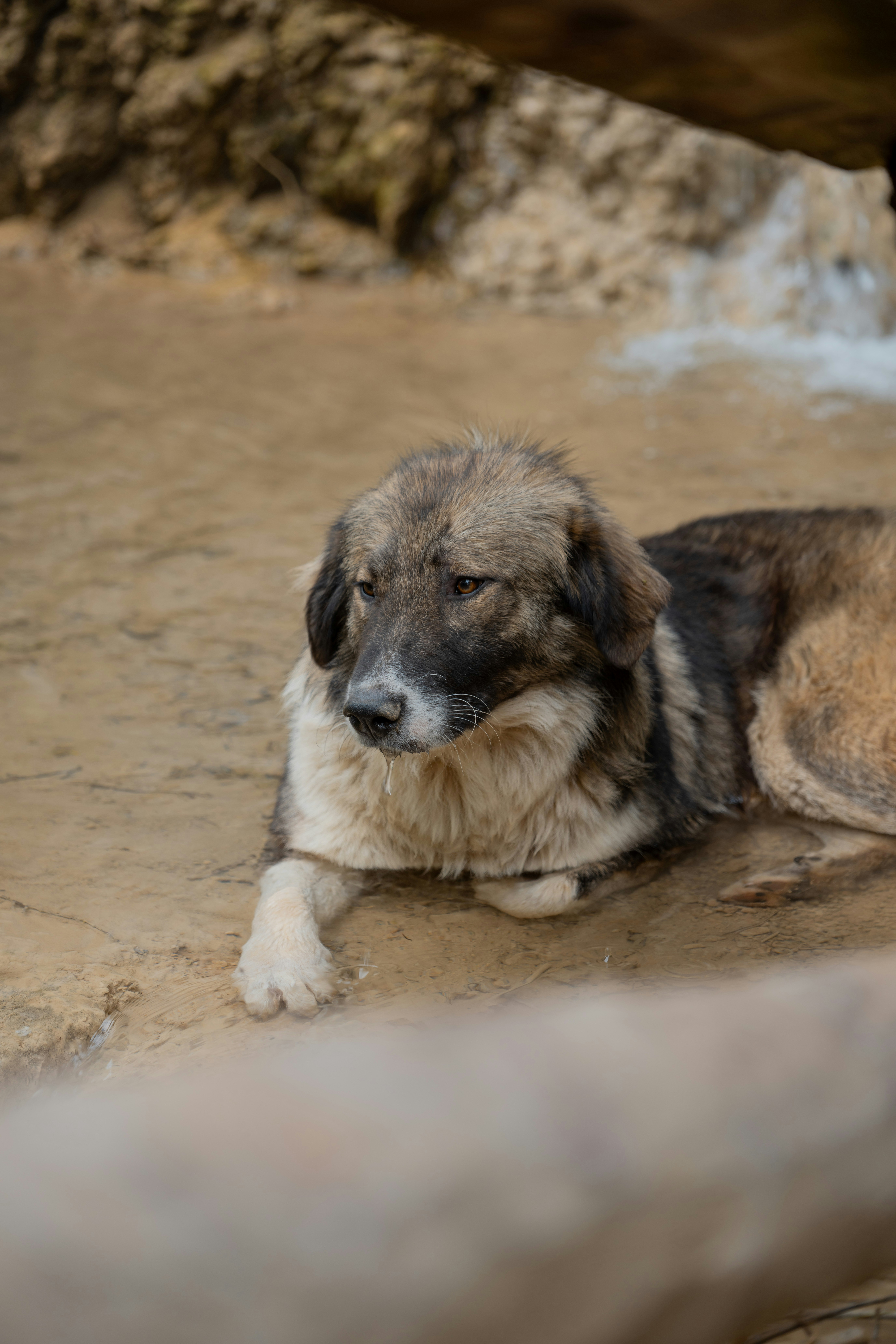 Riverbank Reverie: A Calm Hound Resting Beneath a Cavern Edge