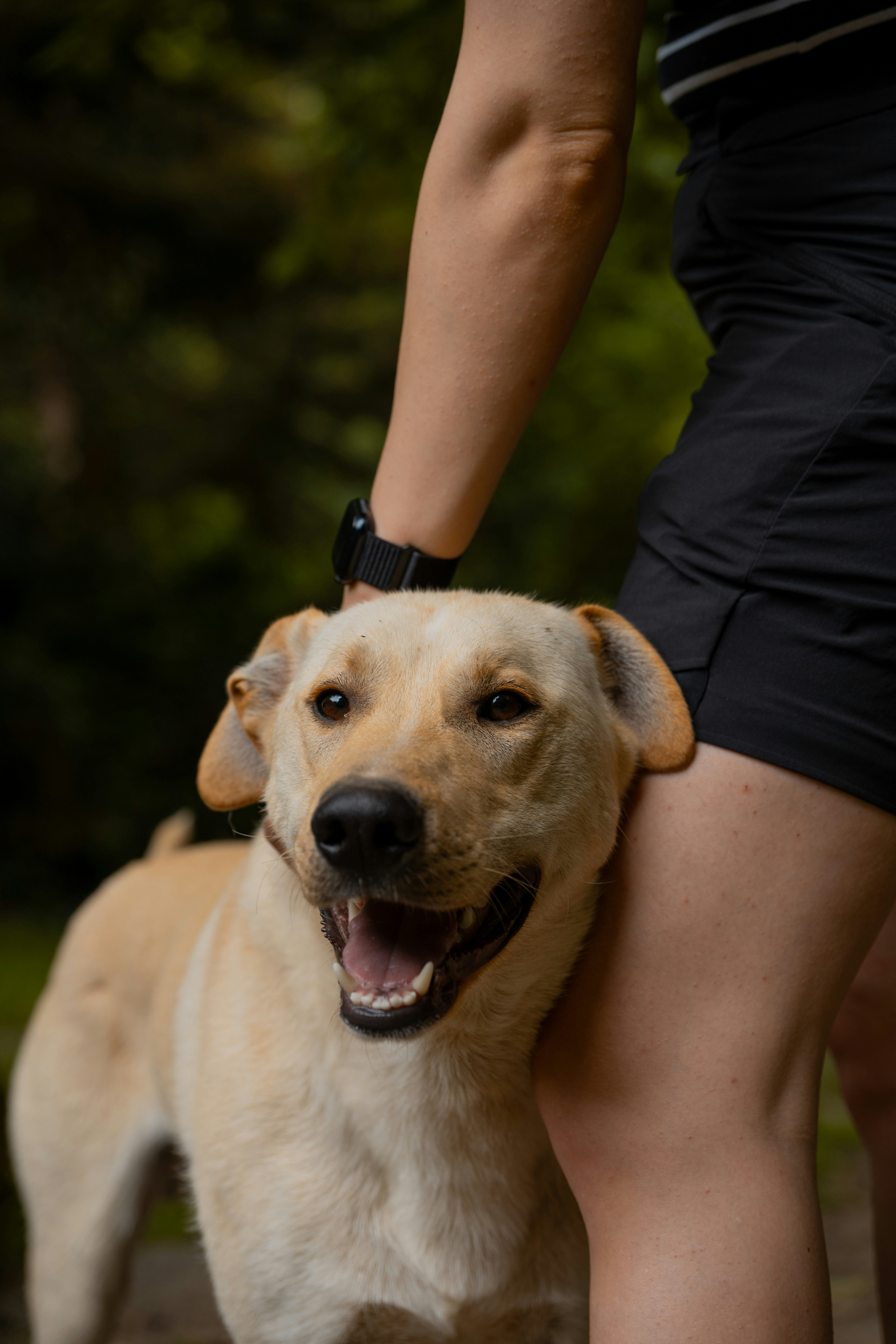 Joy in the Paw: A Wagging Moment with a Hiker's Companion