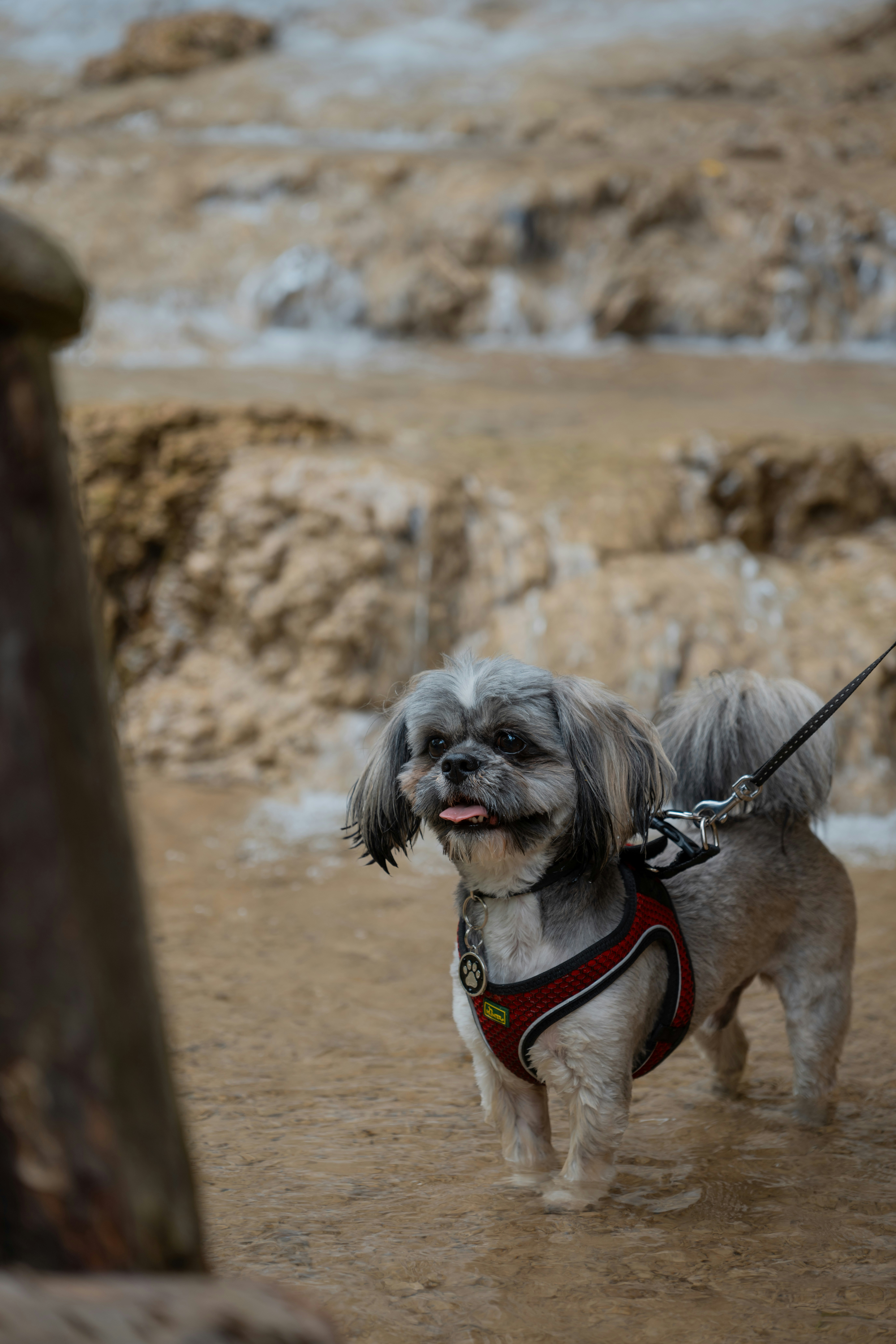 a small dog wearing a harness on a leash