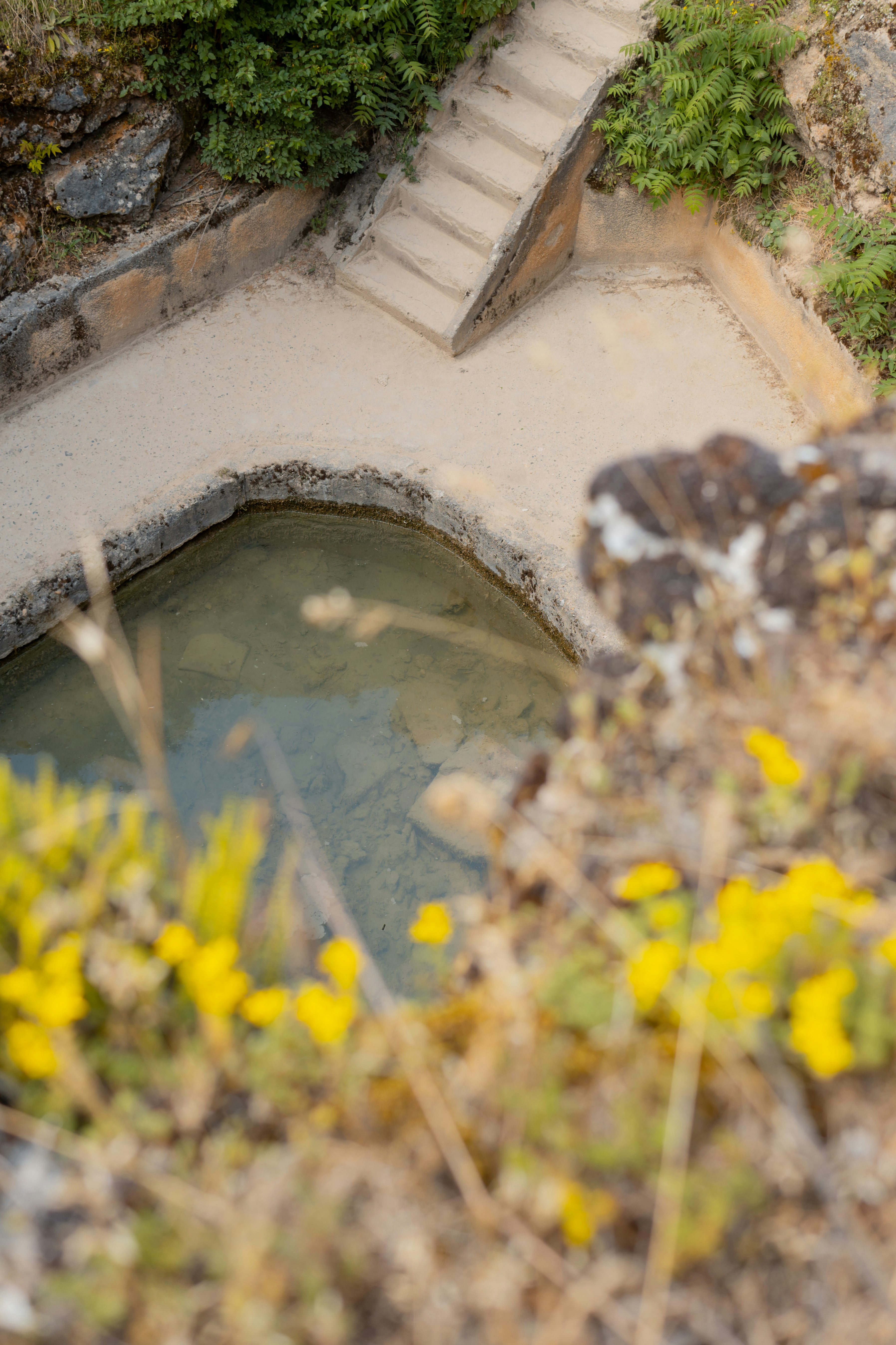 a small pond in the middle of a garden