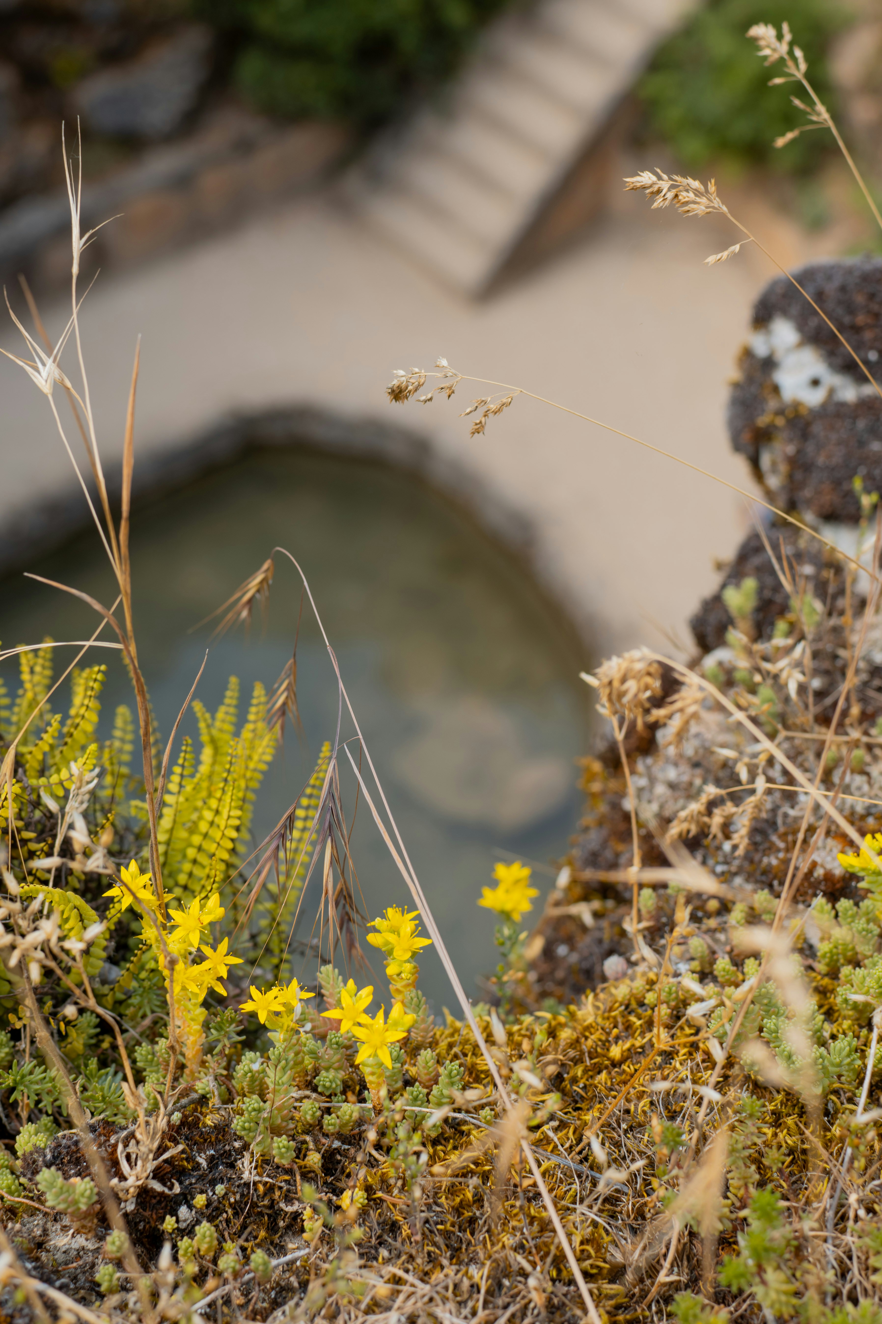 Deserted ledge of wildflowers overlooking a stone-lined pool