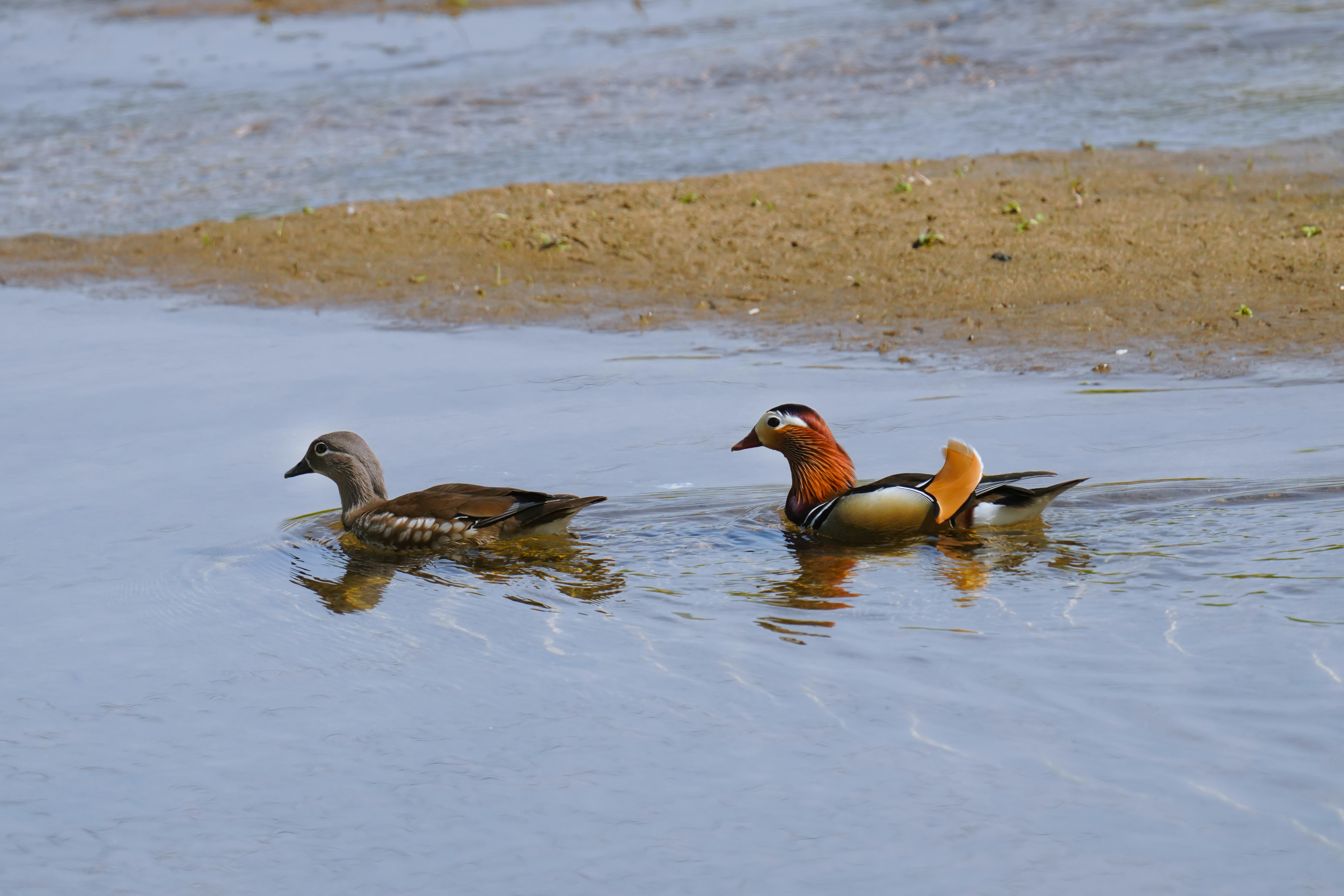a couple of ducks floating on top of a body of water