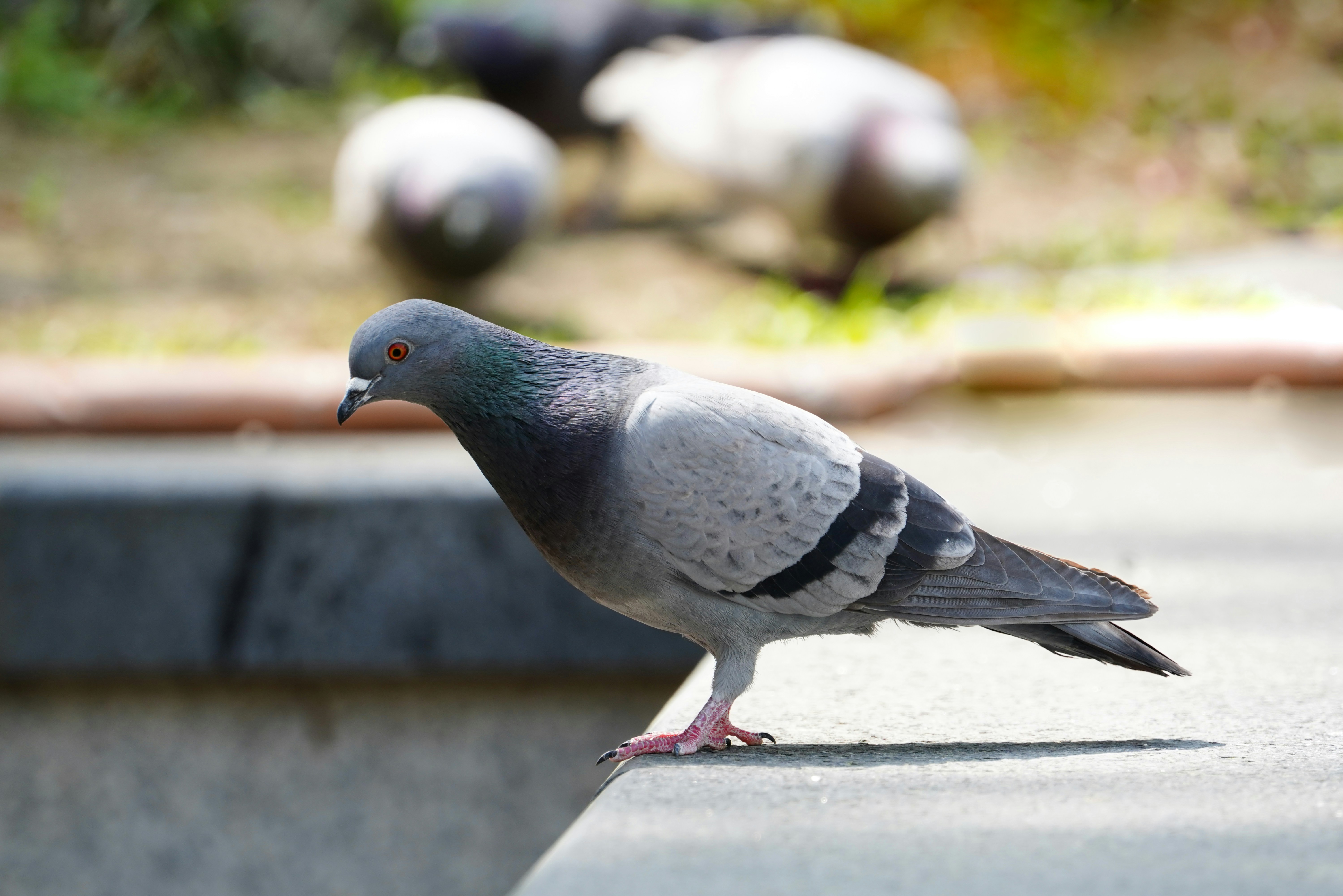 A pigeon is standing on a ledge outside photo – Free Animal Image on ...
