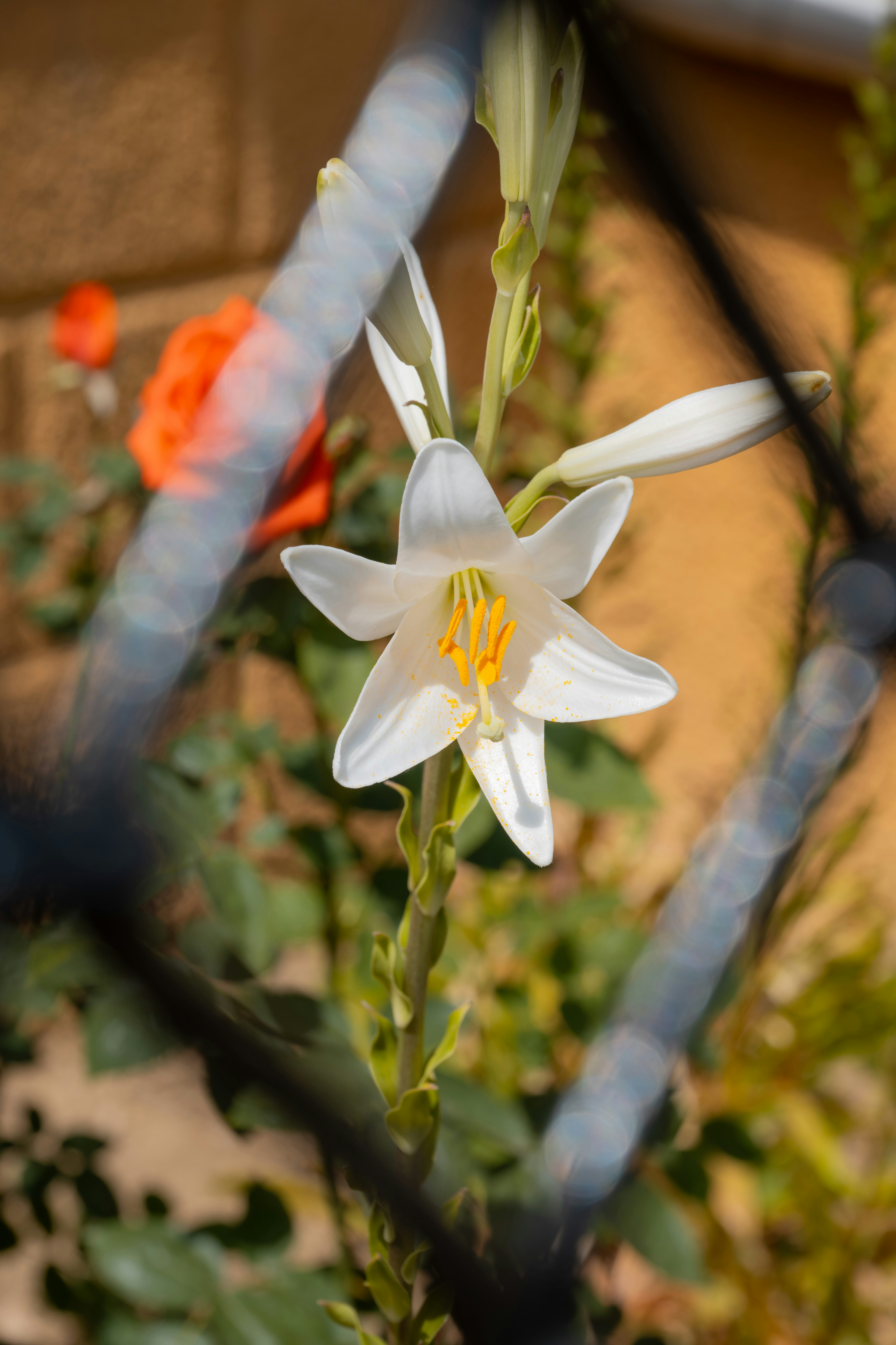 White Lily in the Garden's Glassy Frame