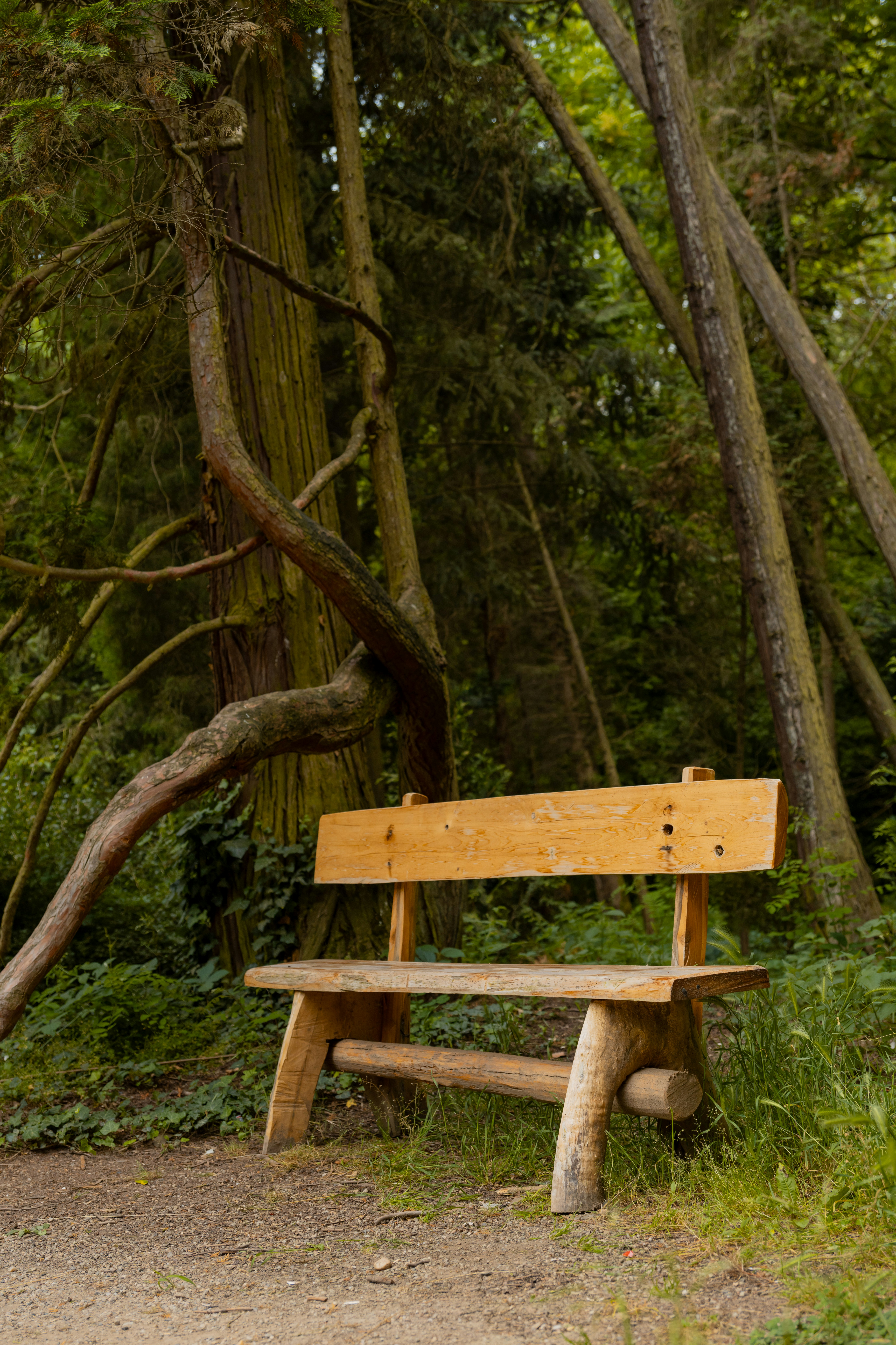 Un banc en bois assis au milieu d’une forêt photo – Photo Roumanie ...