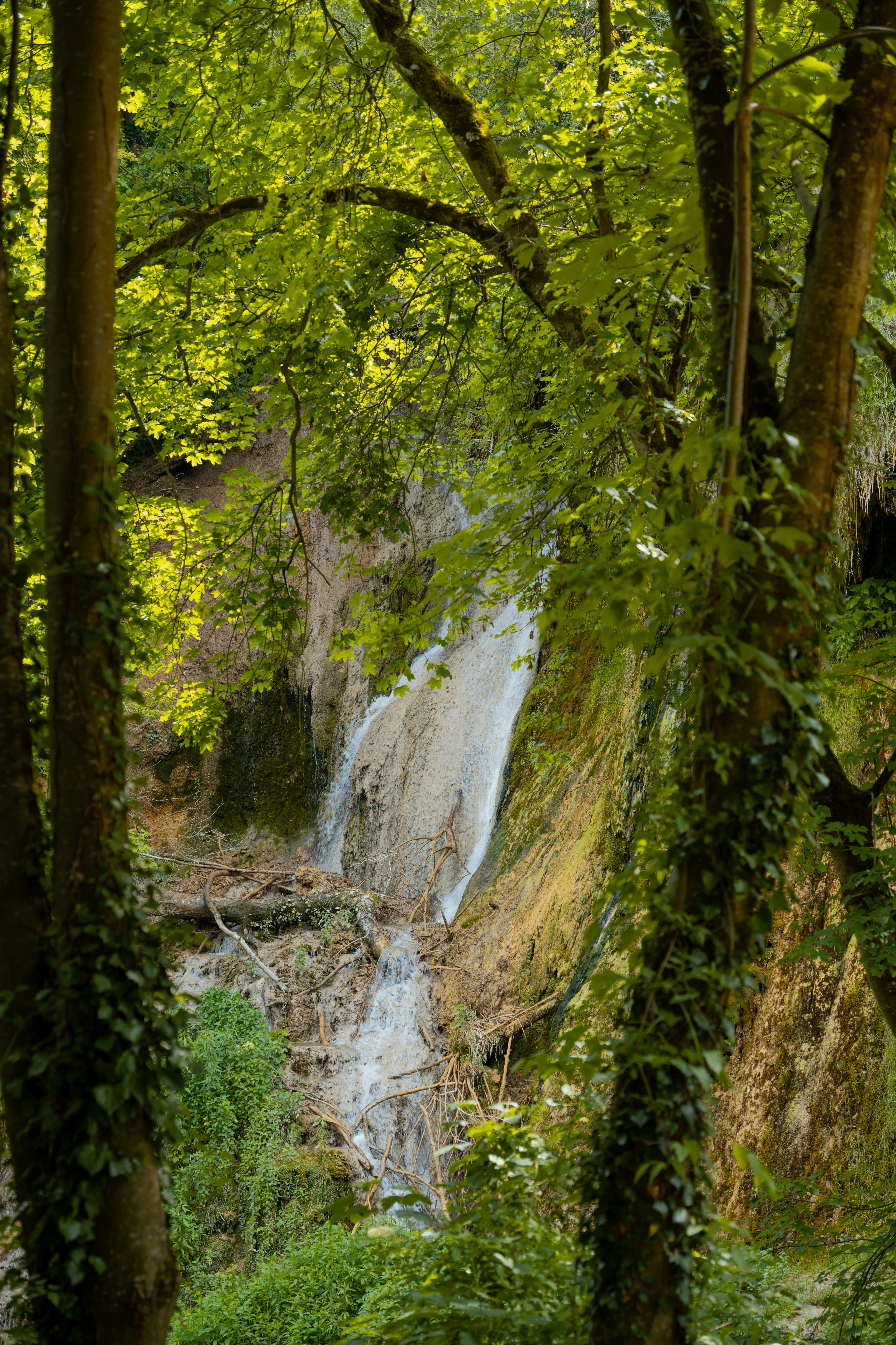 Emerald Cascade Framed by Ancient Trunks