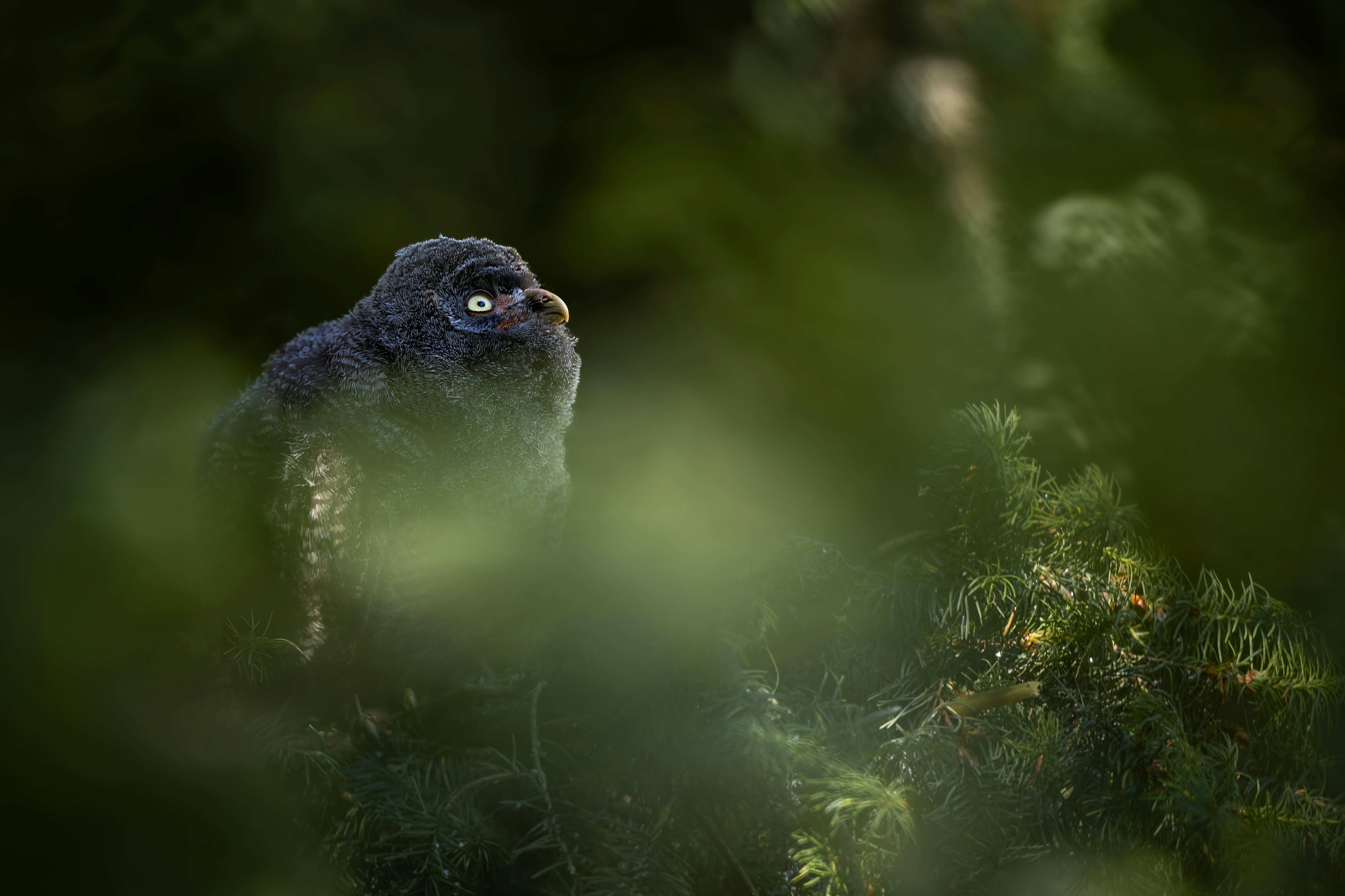 Un grand oiseau noir assis au milieu d’une forêt photo – Image gratuite ...