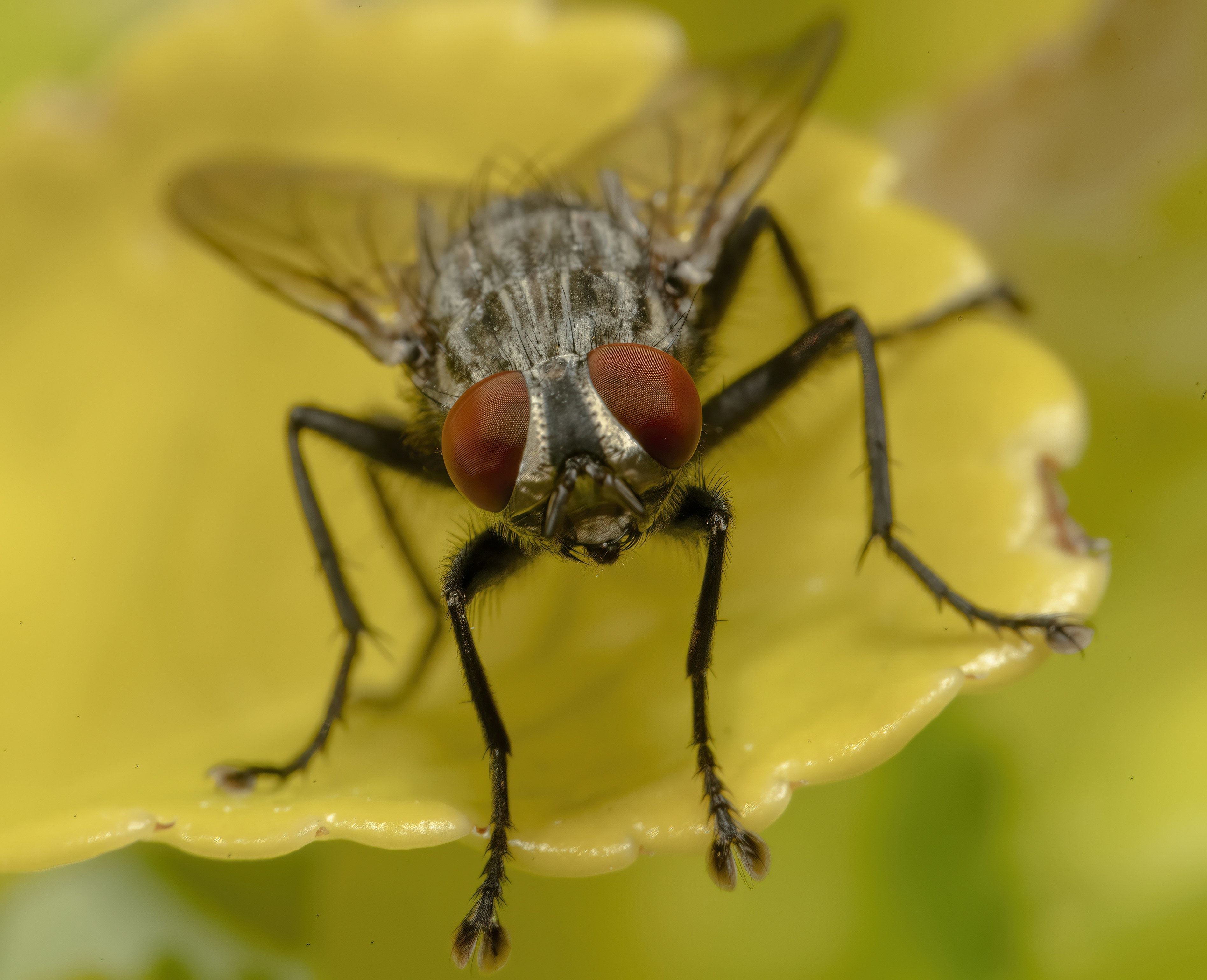 Crimson-Eyed Fly on a Sunlit Petal: A Macro Portrait
