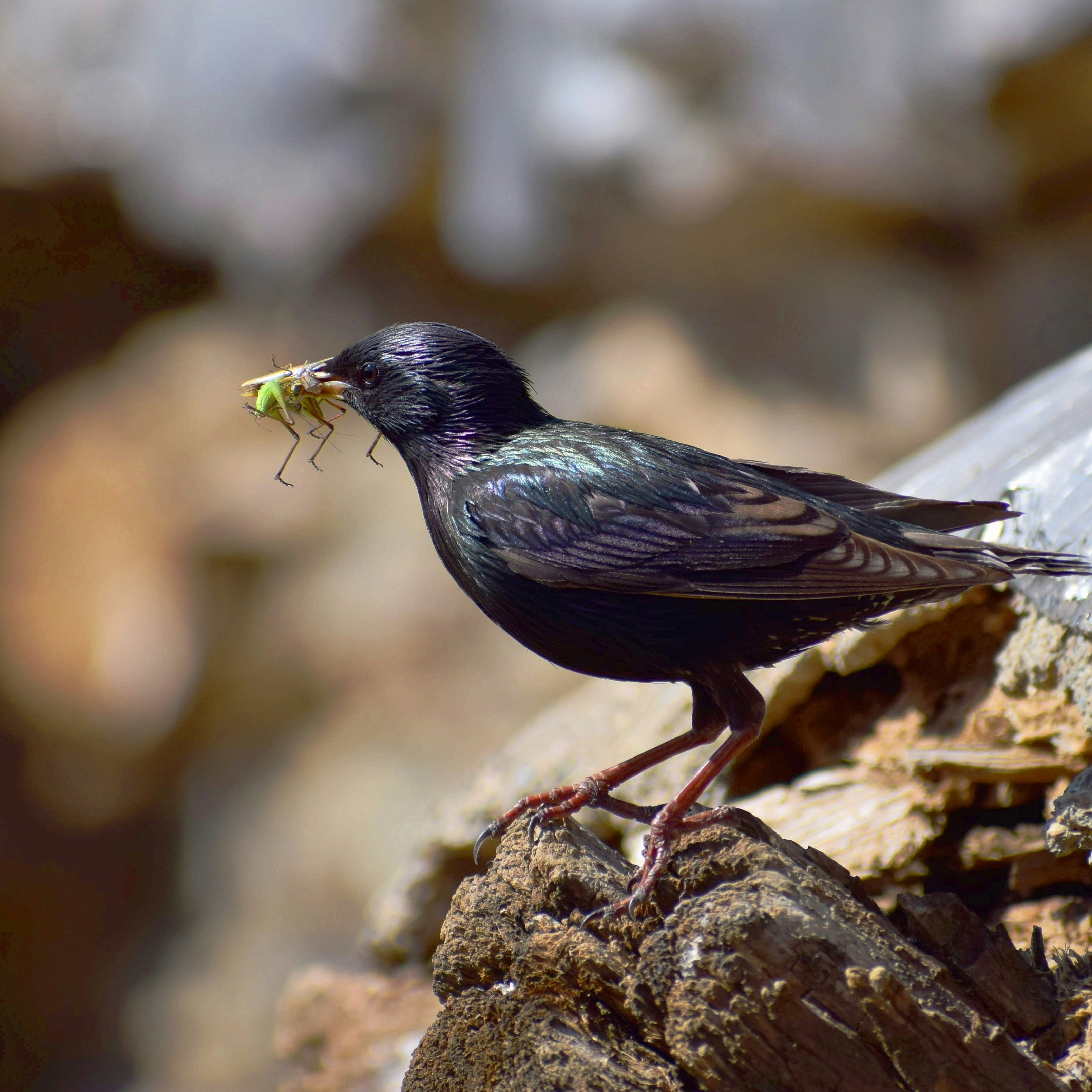 A small black bird with a bug in its mouth photo – Free Wallpaper ...