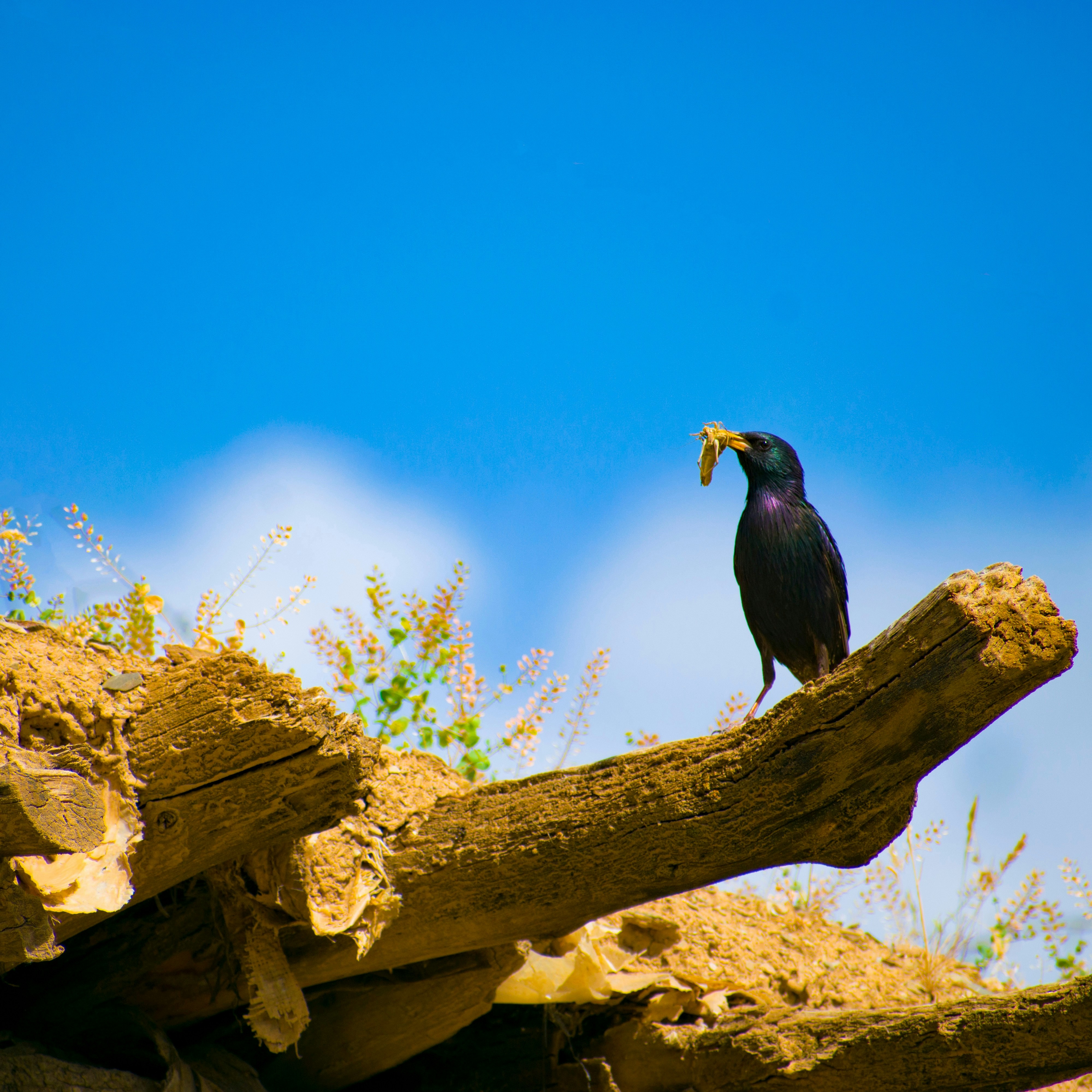 A Lone Cormorant Perched on Sunlit Driftwood with prey